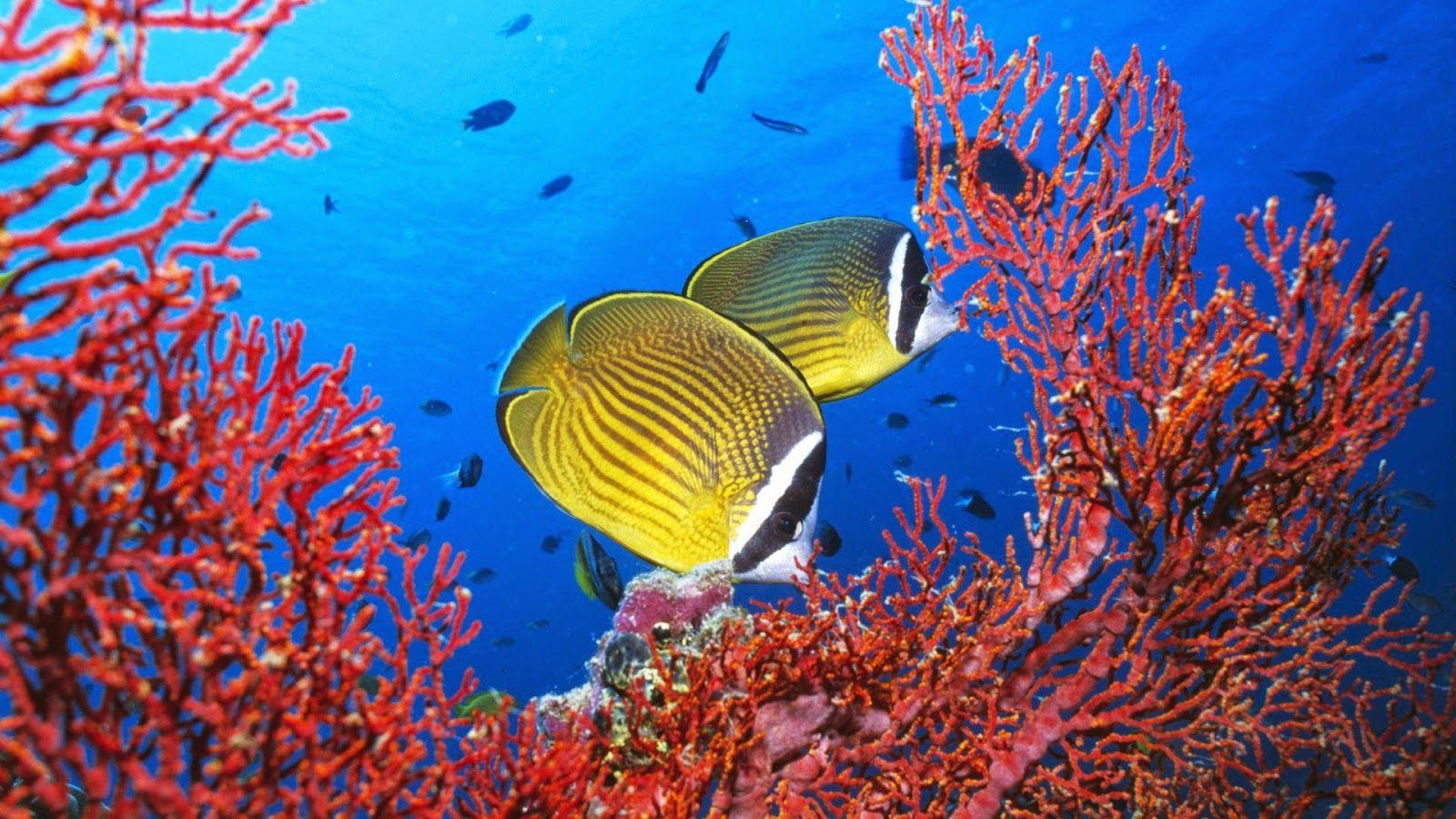 Deep Blue Sea Wallpapers - Top Free Deep Blue Sea Backgrounds ...