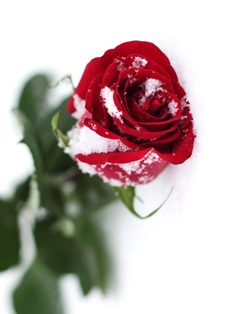 Roses in Snow Wallpapers - Top Free Roses in Snow Backgrounds ...