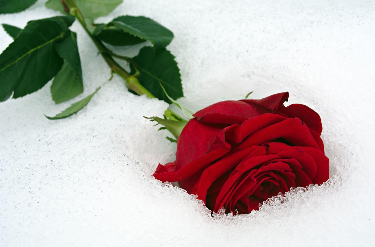 Roses in Snow Wallpapers - Top Free Roses in Snow Backgrounds ...