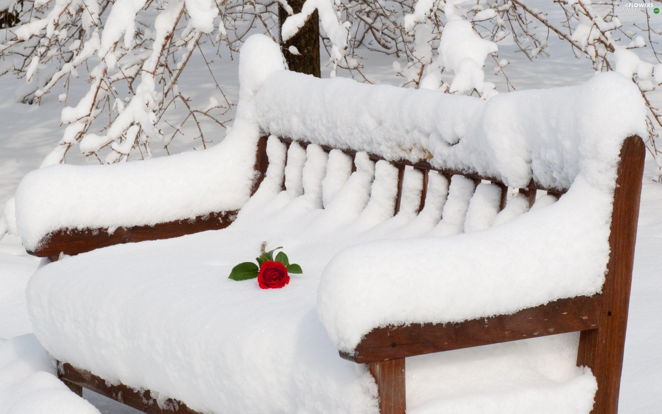 Roses in Snow Wallpapers - Top Free Roses in Snow Backgrounds ...