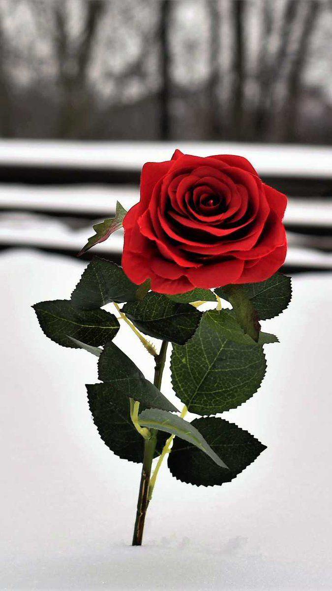 Roses in Snow Wallpapers - Top Free Roses in Snow Backgrounds ...