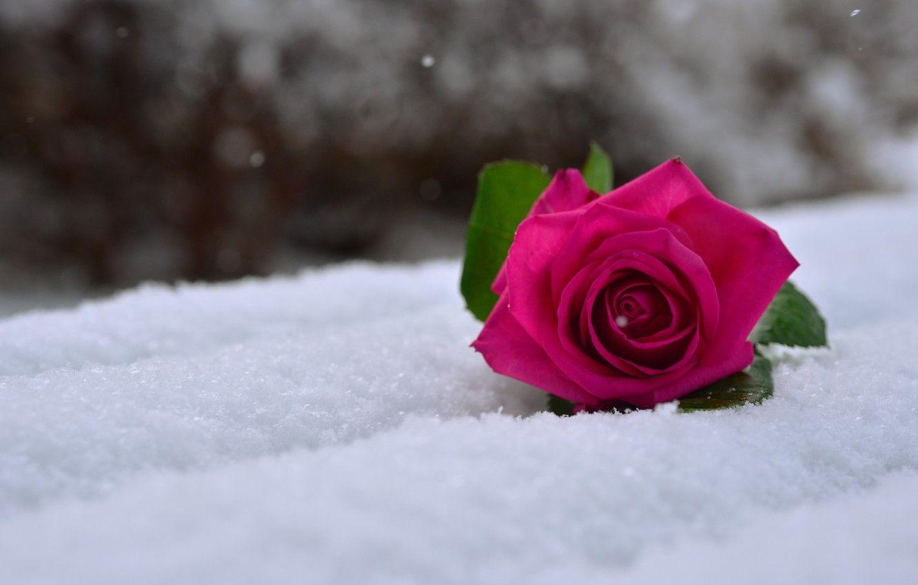 Roses in Snow Wallpapers - Top Free Roses in Snow Backgrounds ...