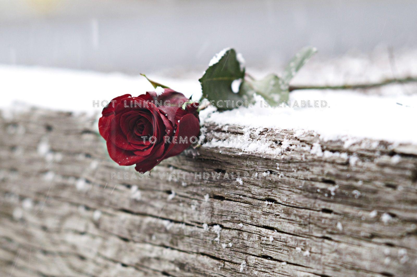 Roses in Snow Wallpapers - Top Free Roses in Snow Backgrounds ...