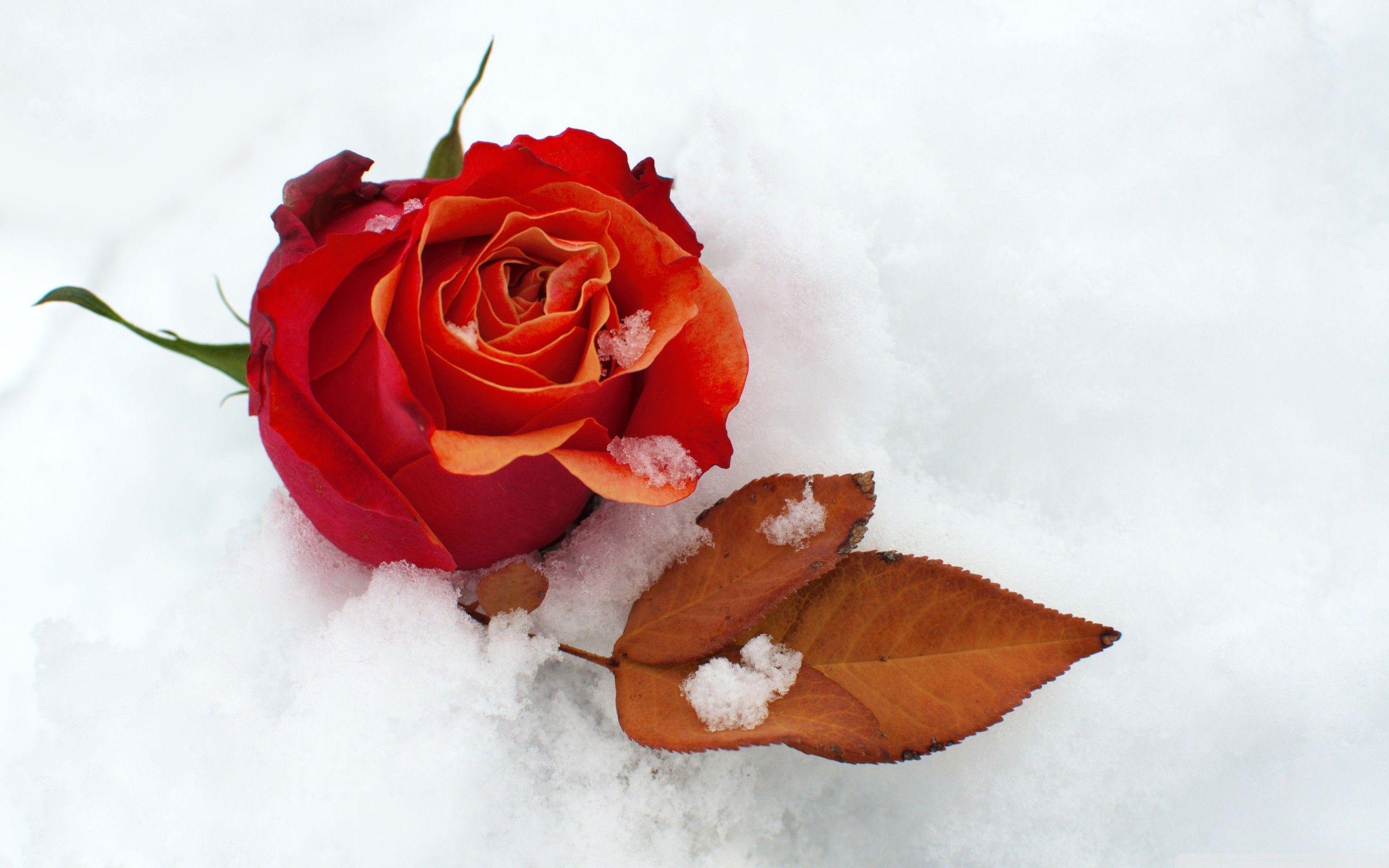 Roses in Snow Wallpapers - Top Free Roses in Snow Backgrounds ...