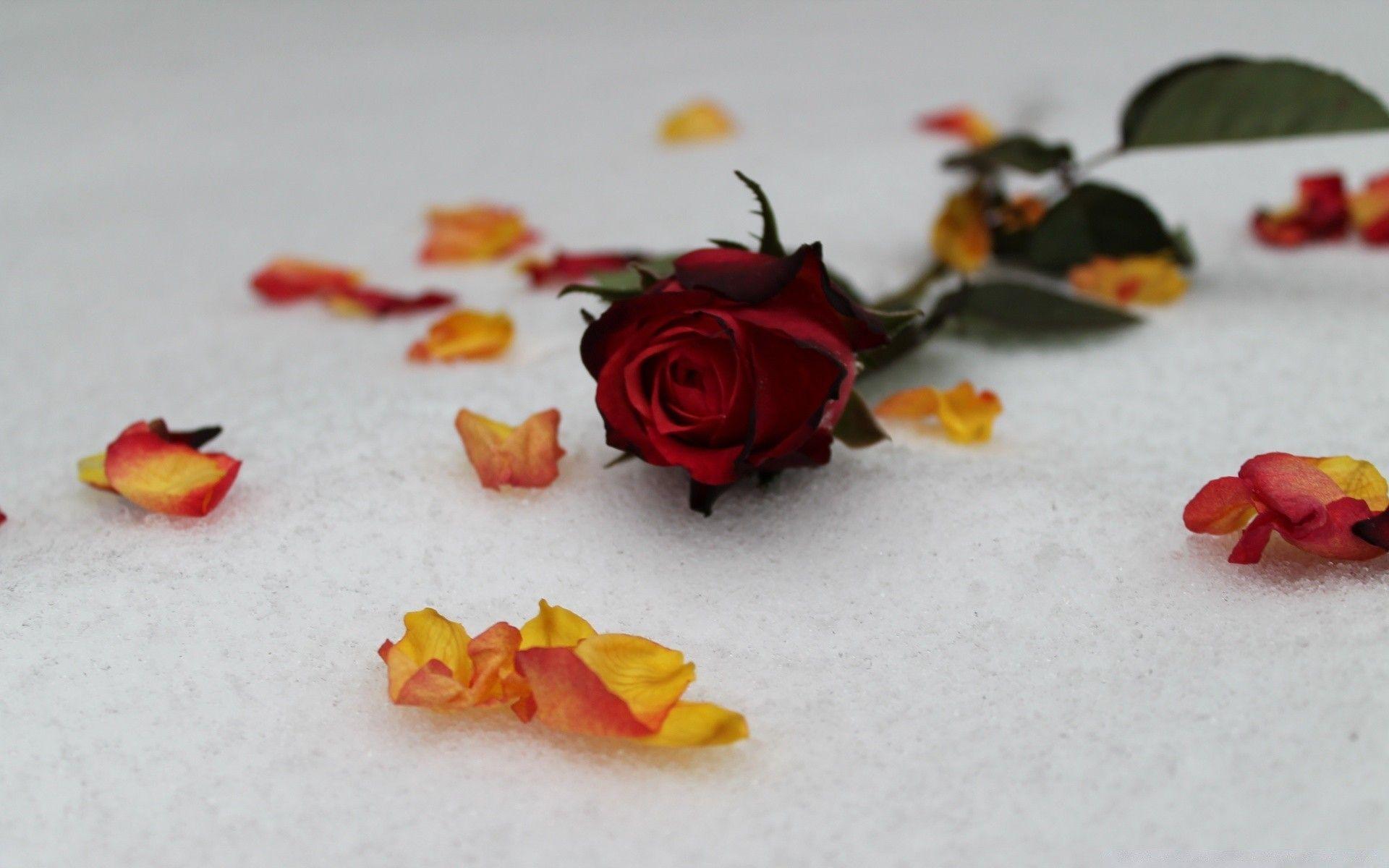Roses in Snow Wallpapers - Top Free Roses in Snow Backgrounds ...