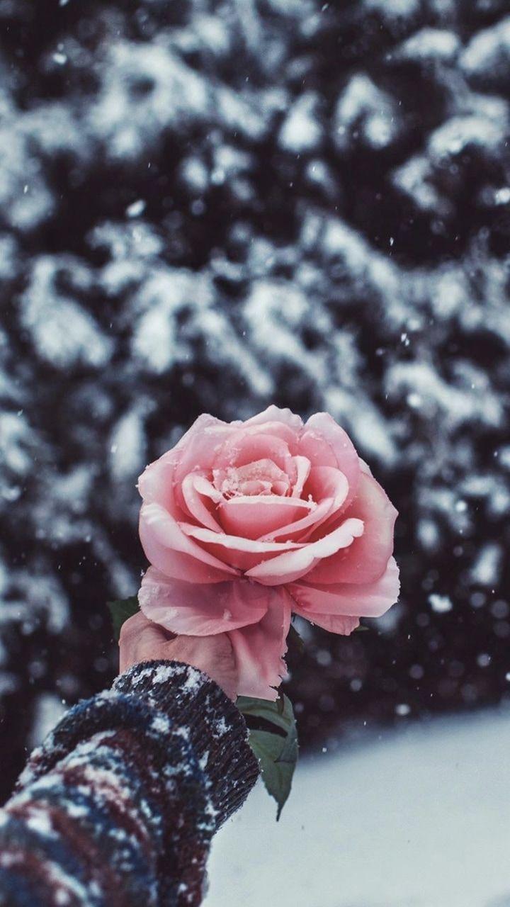 Roses in Snow Wallpapers - Top Free Roses in Snow Backgrounds ...