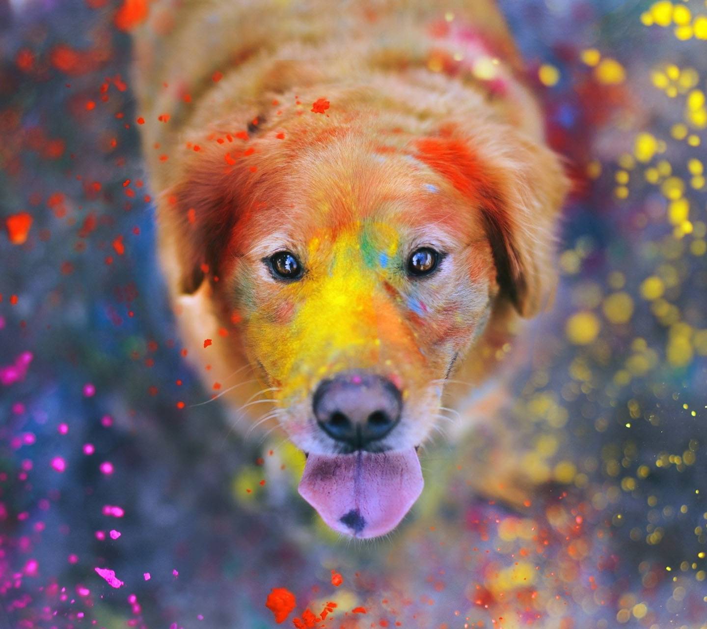 Dog Photography Wallpapers - Top Free Dog Photography Backgrounds ...