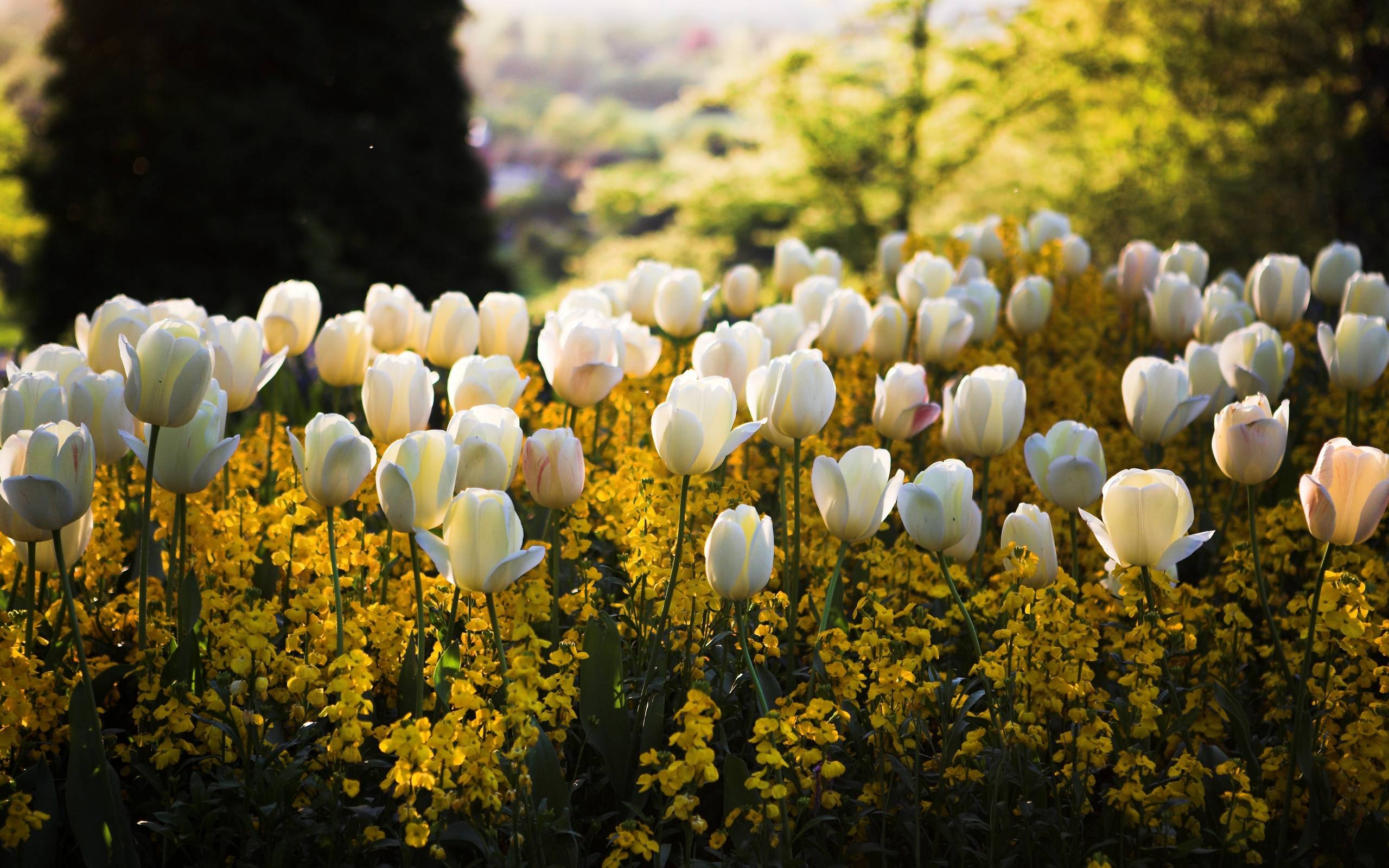 Spring Meadow Wallpapers - Top Free Spring Meadow Backgrounds ...