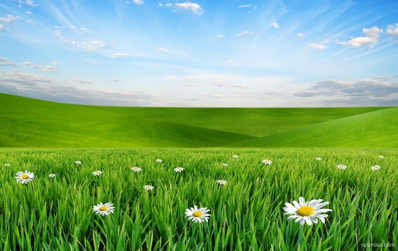 Spring Meadow Wallpapers - Top Free Spring Meadow Backgrounds ...