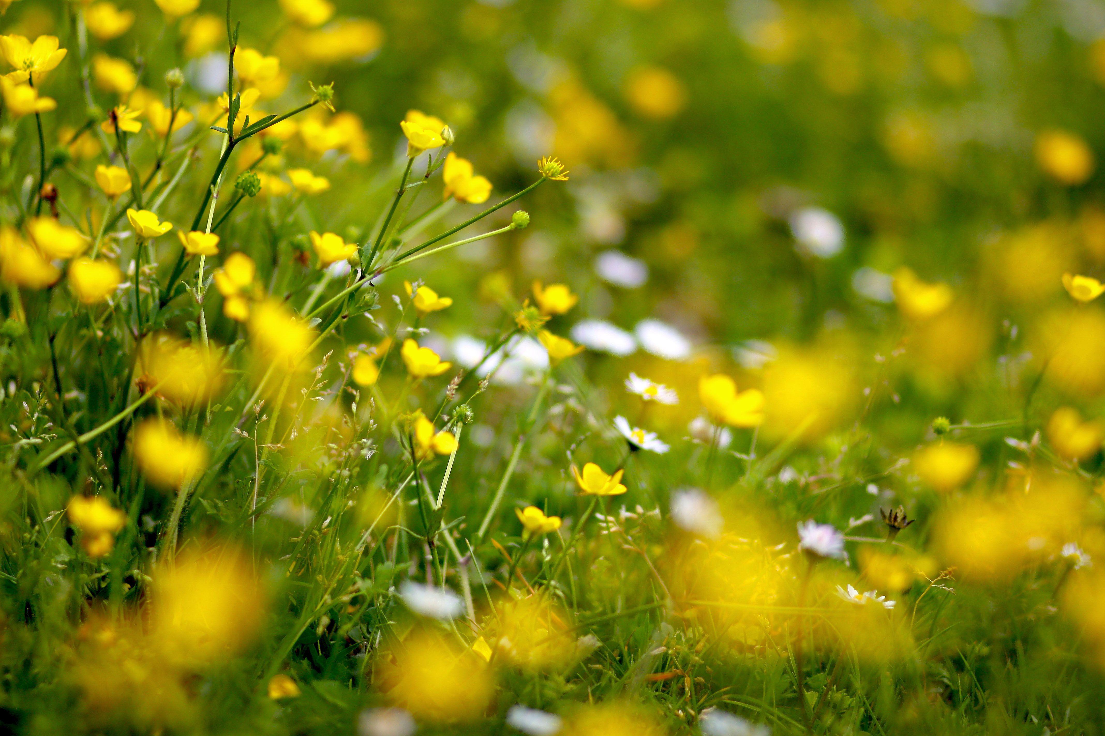 Spring Meadow Wallpapers - Top Free Spring Meadow Backgrounds ...