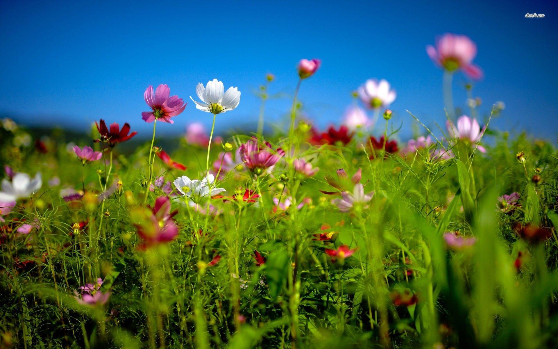 Spring Meadow Wallpapers - Top Free Spring Meadow Backgrounds ...