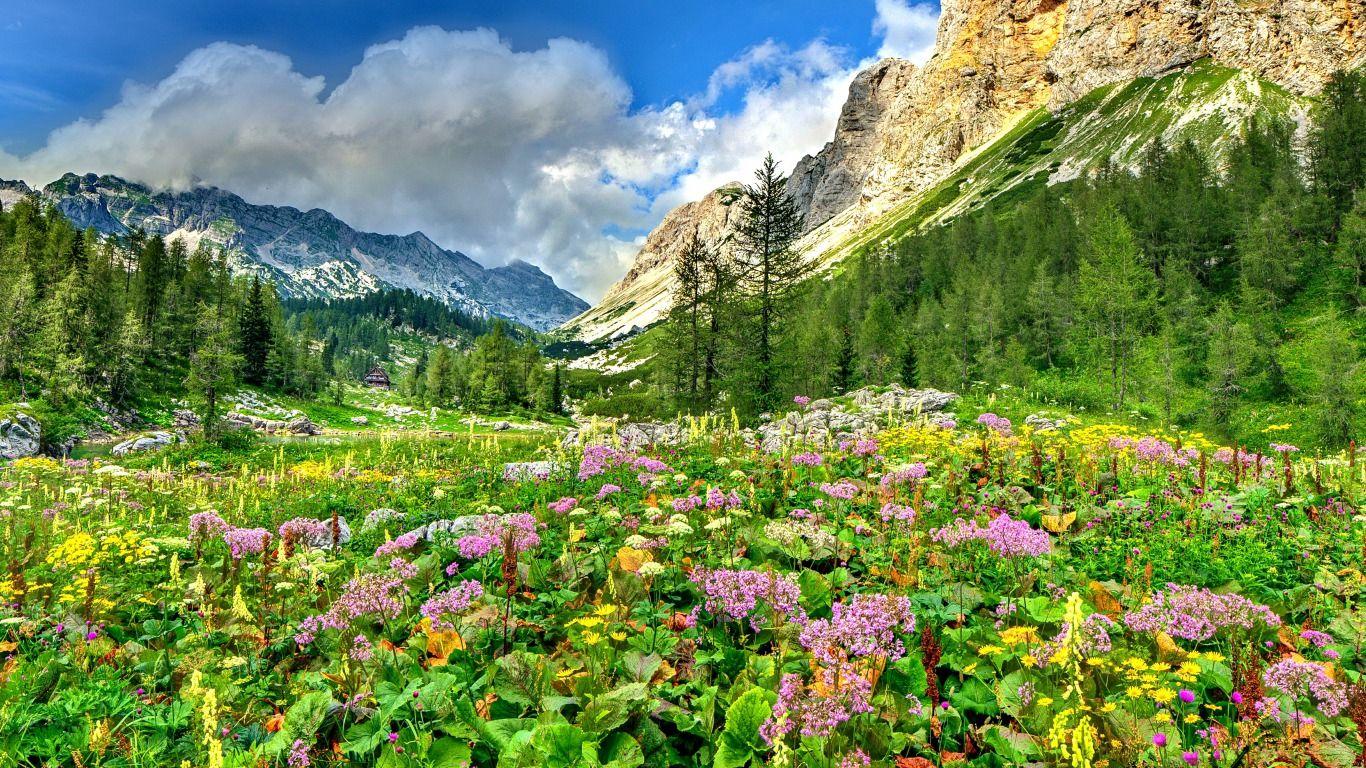 Spring Meadow Wallpapers - Top Free Spring Meadow Backgrounds ...