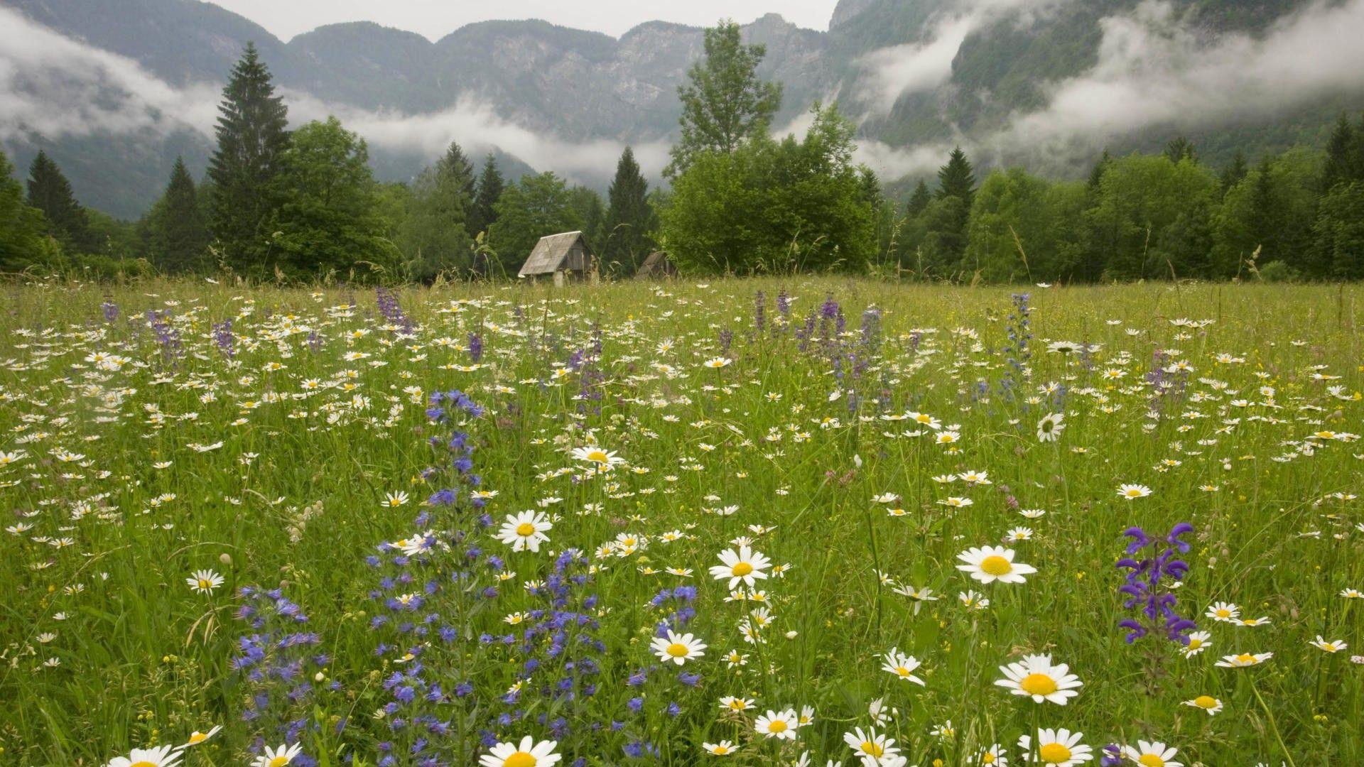 Spring Meadow Wallpapers - Top Free Spring Meadow Backgrounds ...