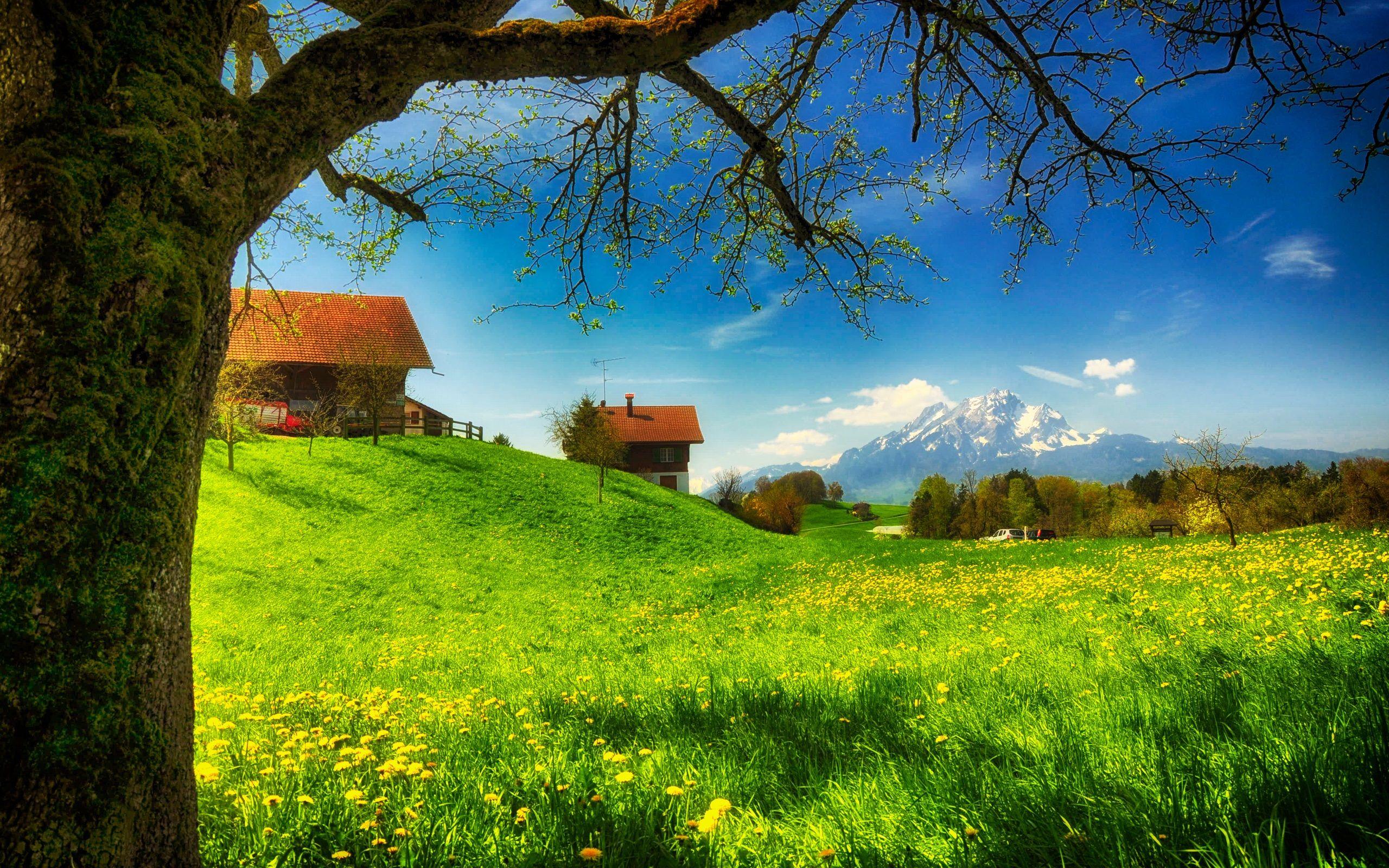 Spring Meadow Wallpapers - Top Free Spring Meadow Backgrounds ...