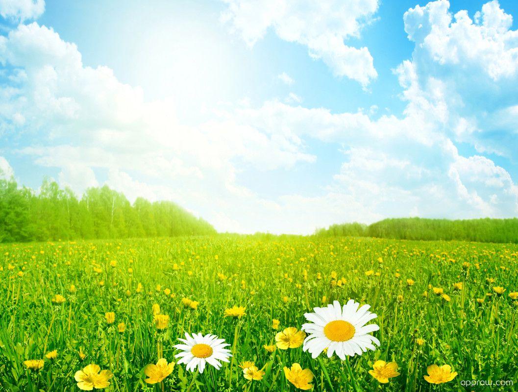 Spring Meadow Wallpapers - Top Free Spring Meadow Backgrounds ...