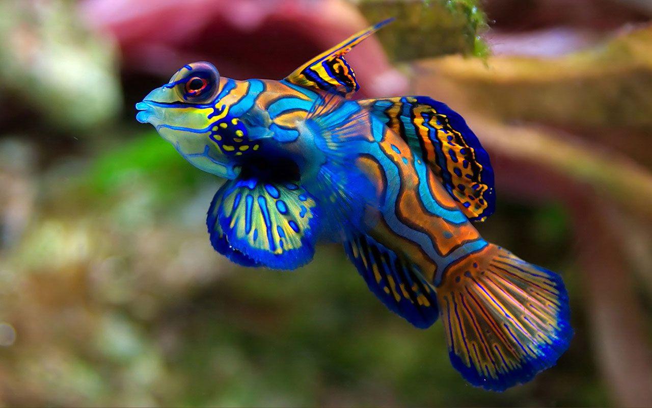 Rainforest Animals Wallpapers - Top Free Rainforest Animals Backgrounds ...