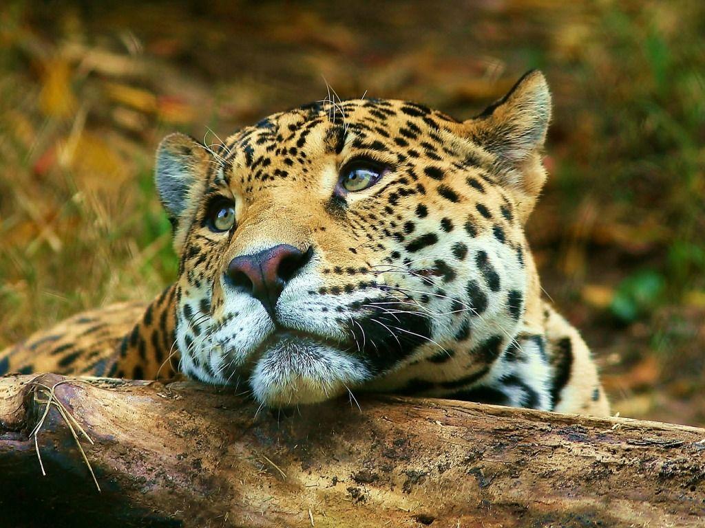 Rainforest Animals Wallpapers - Top Free Rainforest Animals Backgrounds ...