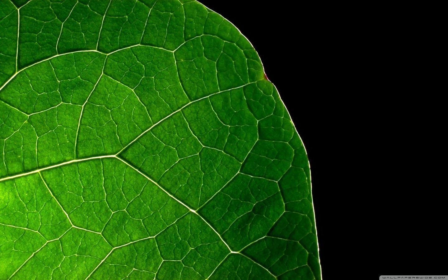 Dark Leaf Wallpapers - Top Free Dark Leaf Backgrounds - WallpaperAccess