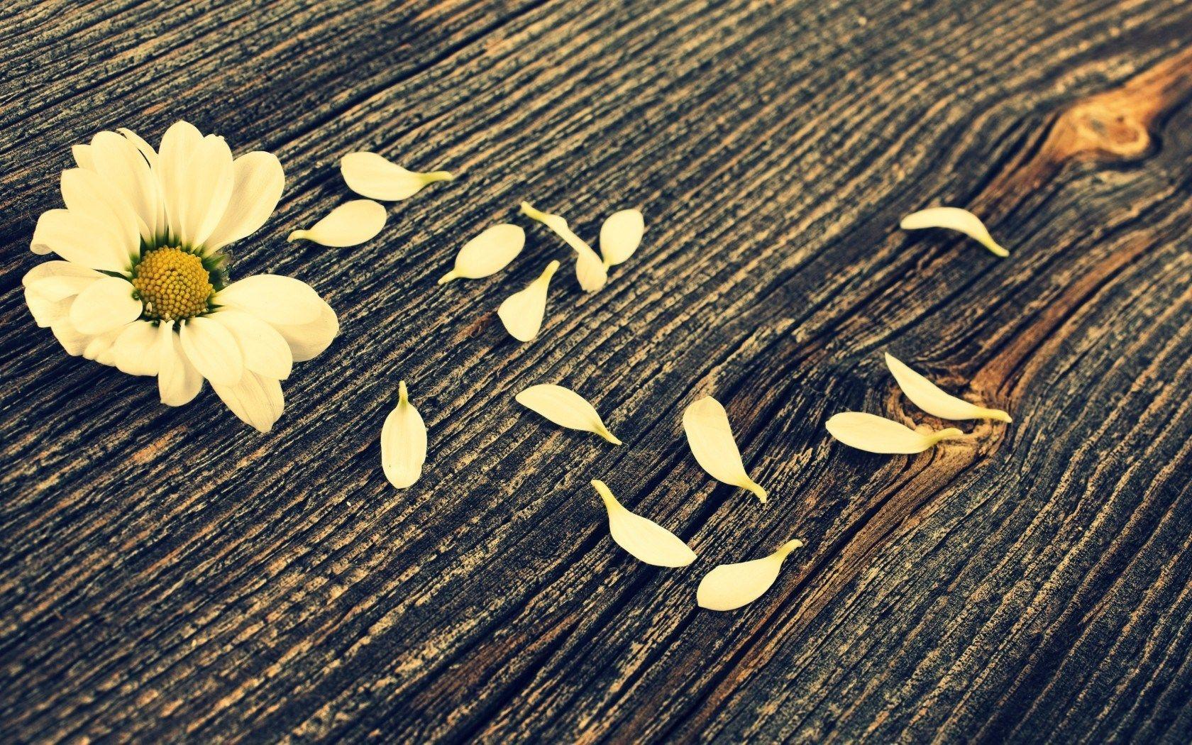 Wooden Floral Wallpapers - Top Free Wooden Floral Backgrounds ...