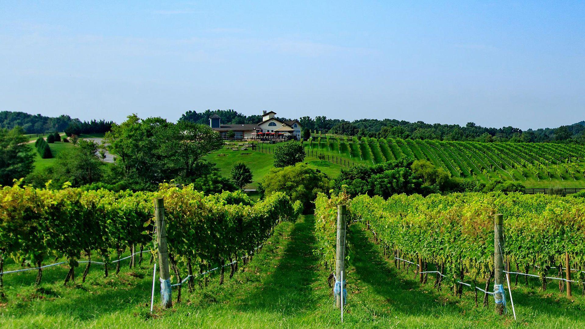 Winery Wallpapers - Top Free Winery Backgrounds - WallpaperAccess