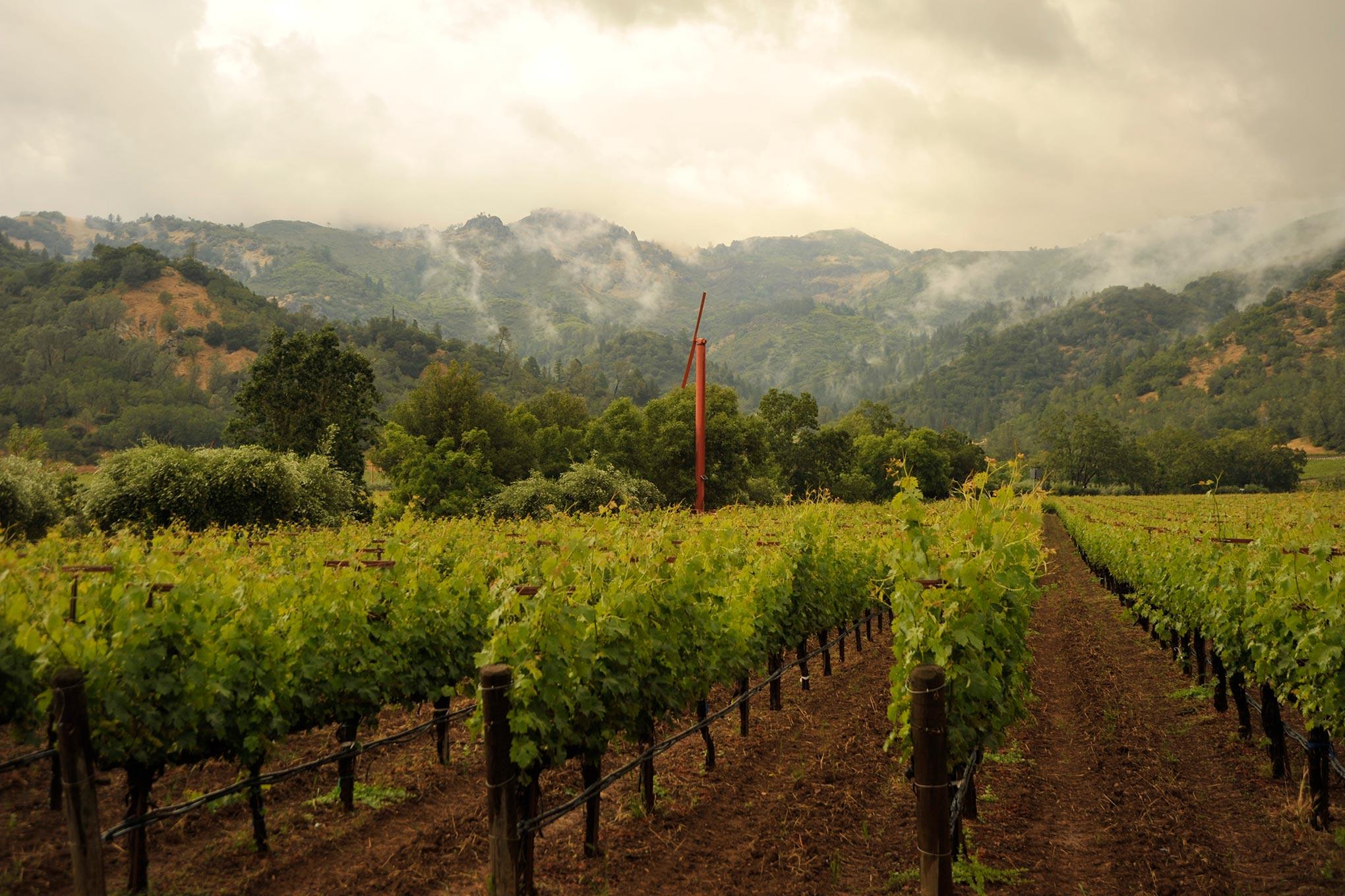 Winery Wallpapers - Top Free Winery Backgrounds - WallpaperAccess