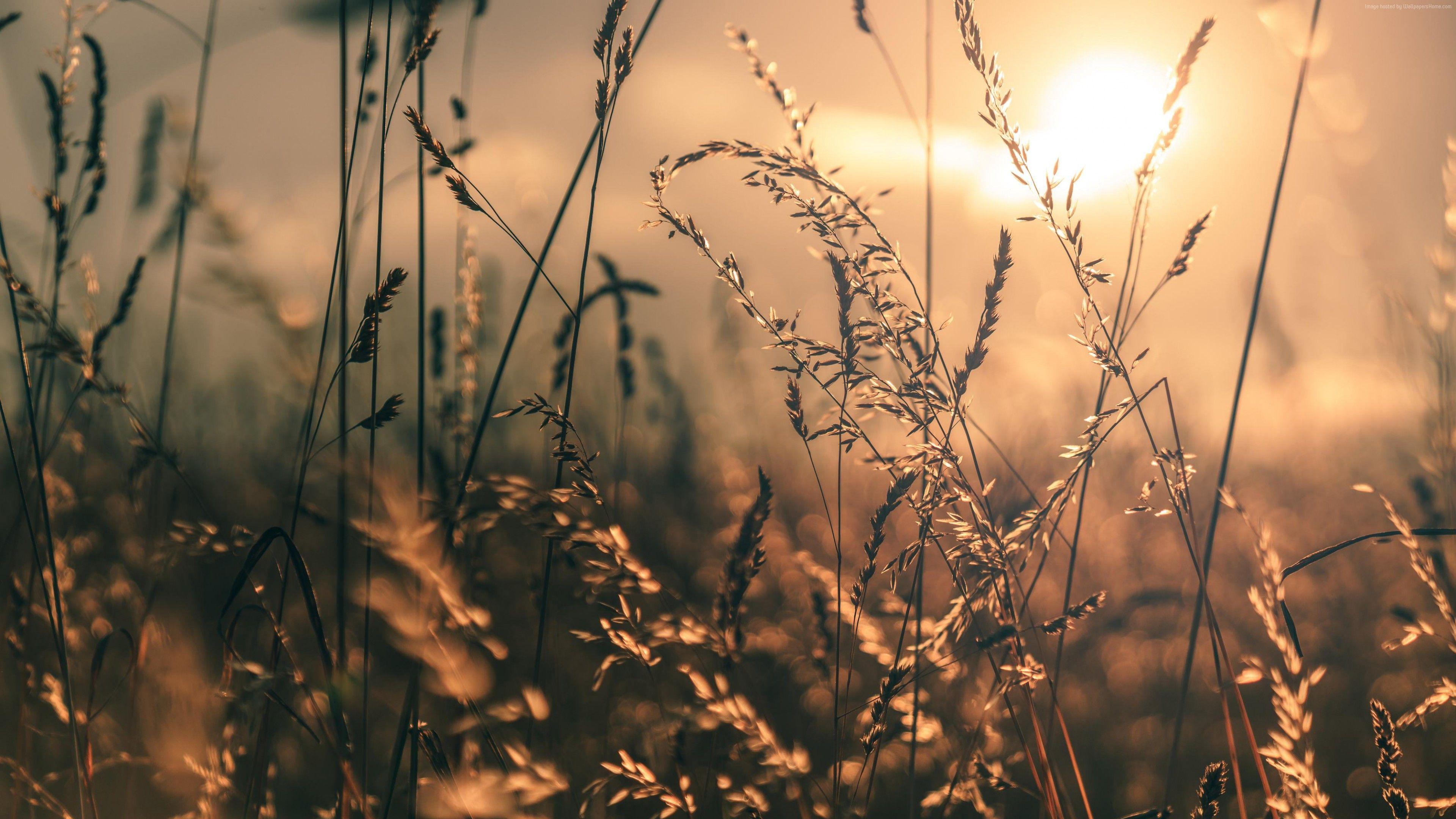 4K Macro Wallpapers - Top Free 4K Macro Backgrounds - WallpaperAccess