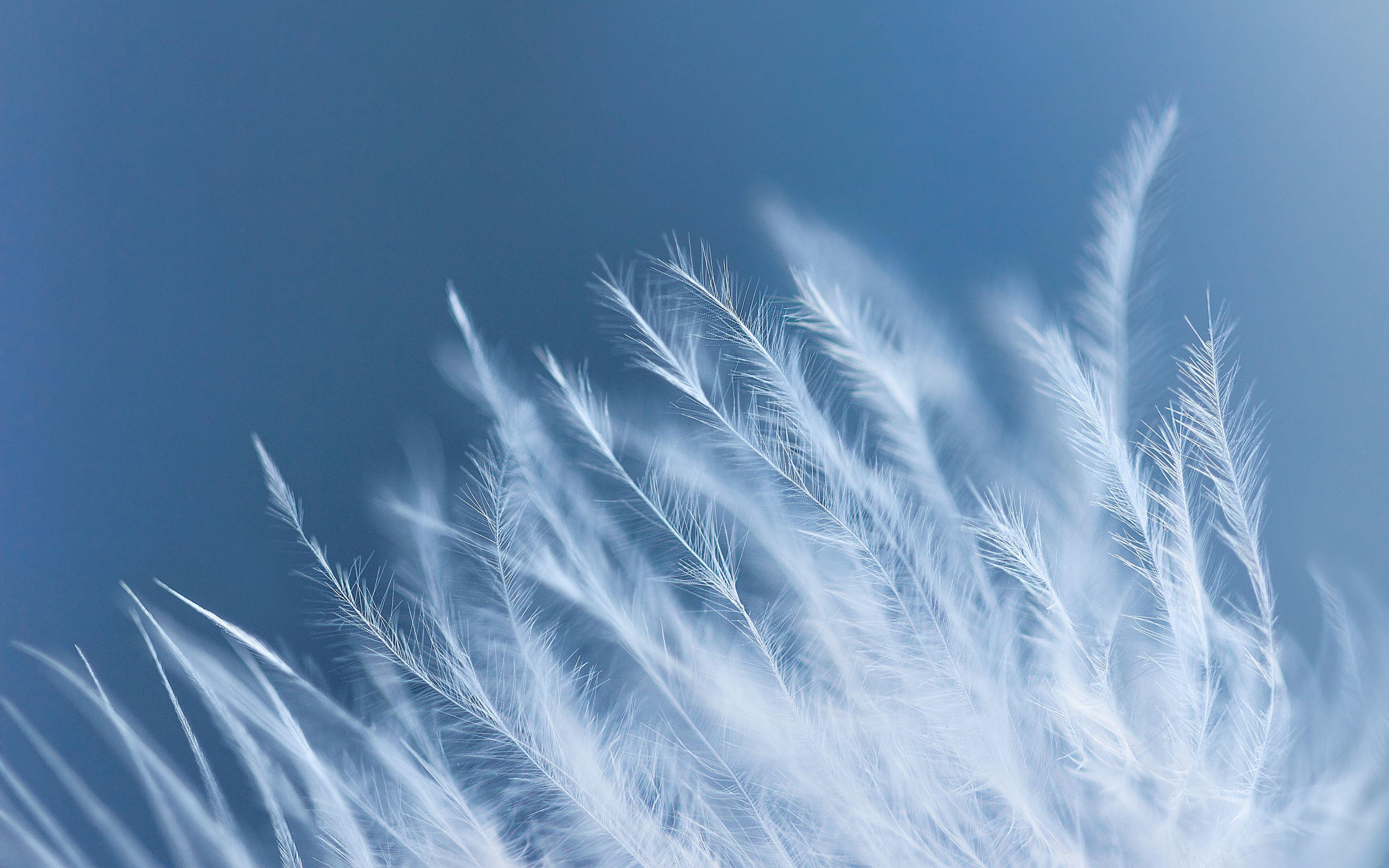 4K Macro Wallpapers - Top Free 4K Macro Backgrounds - WallpaperAccess