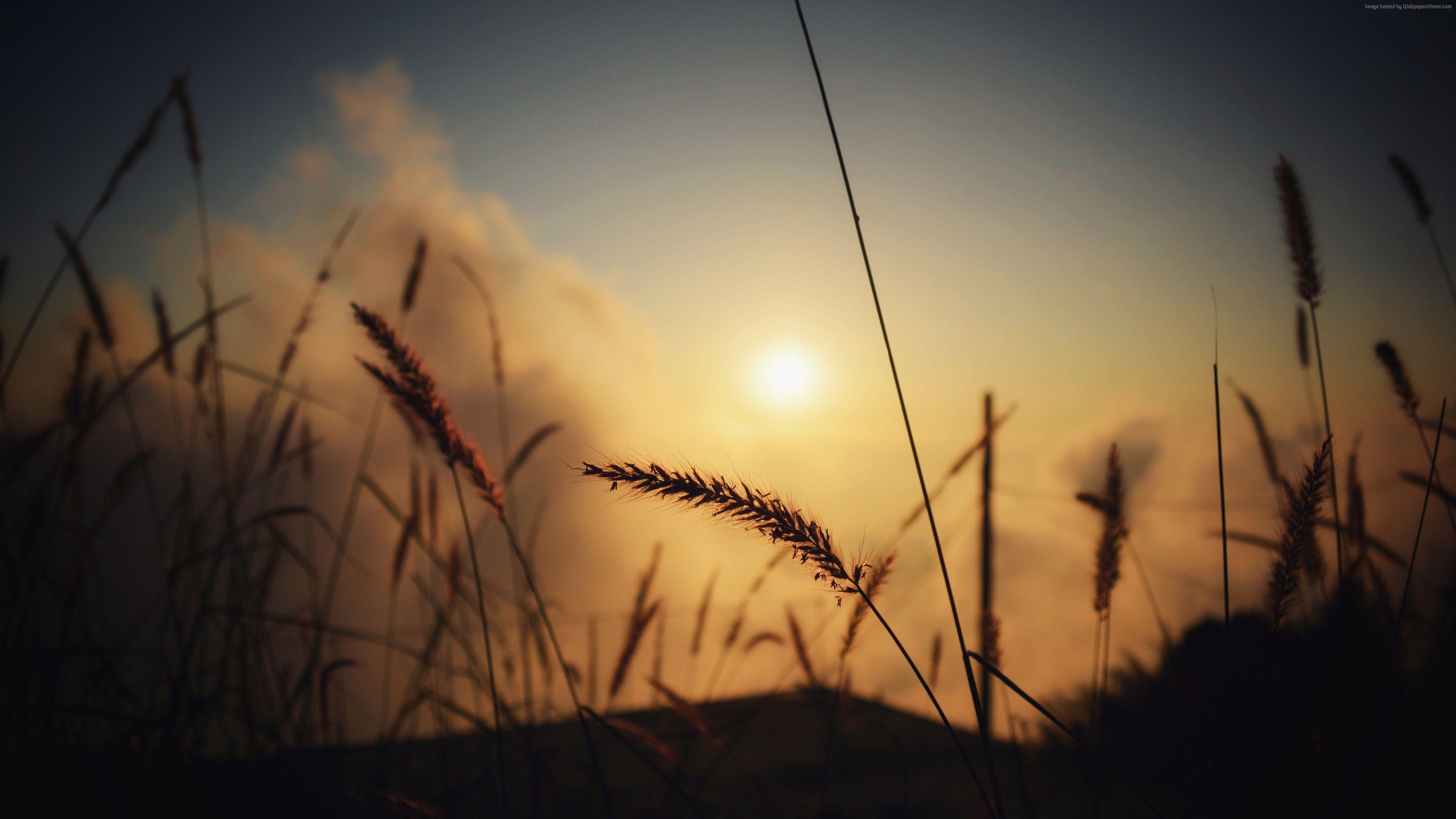 4K Macro Wallpapers - Top Free 4K Macro Backgrounds - WallpaperAccess