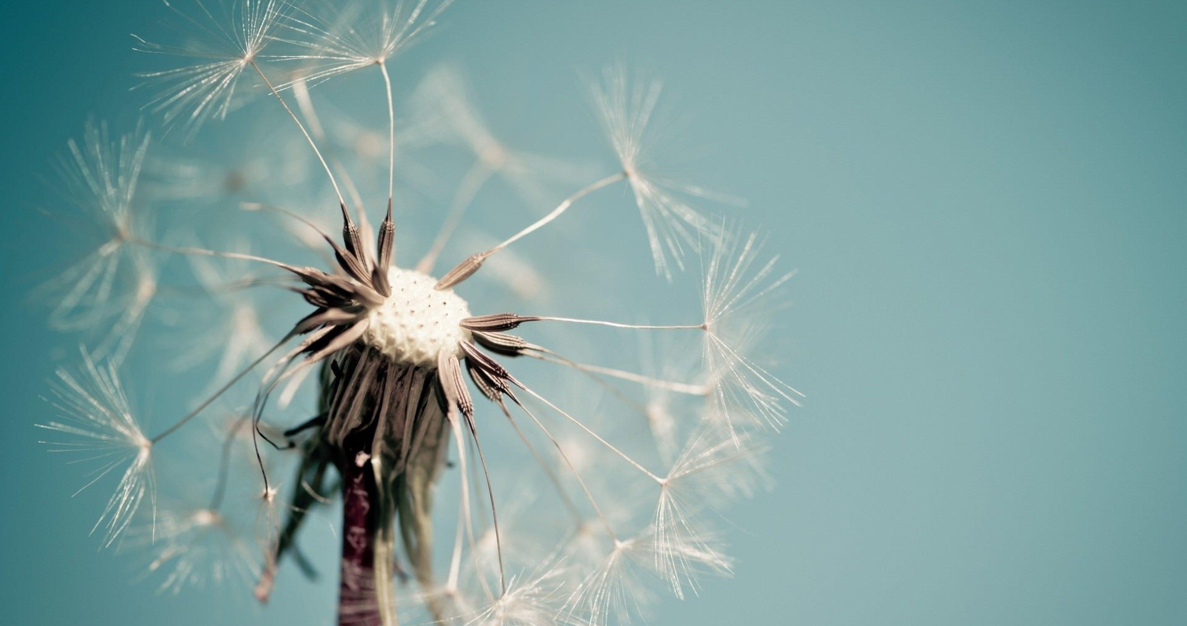 4K Macro Wallpapers - Top Free 4K Macro Backgrounds - WallpaperAccess