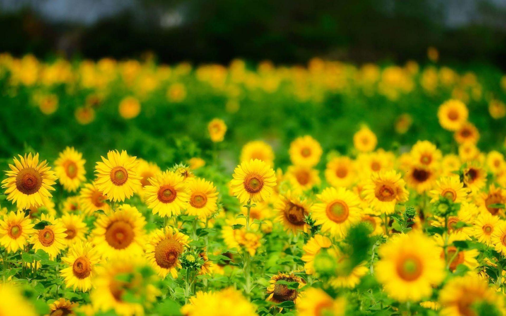 Summer Flowers Nature Wallpapers - Top Free Summer Flowers Nature ...