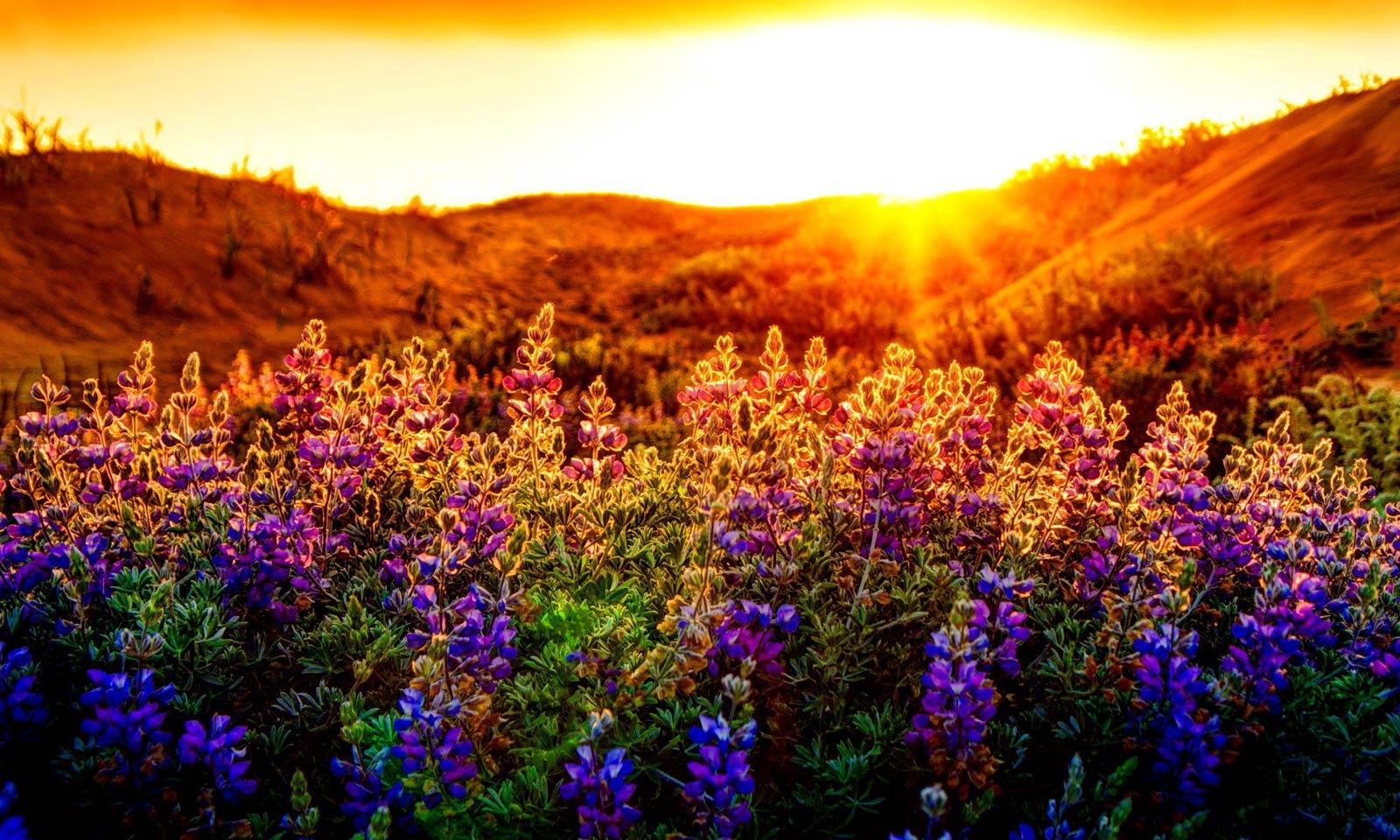 Summer Flowers Nature Wallpapers - Top Free Summer Flowers Nature ...
