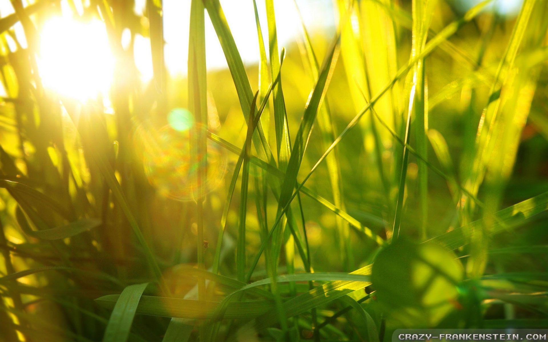 Early Summer Wallpapers - Top Free Early Summer Backgrounds ...