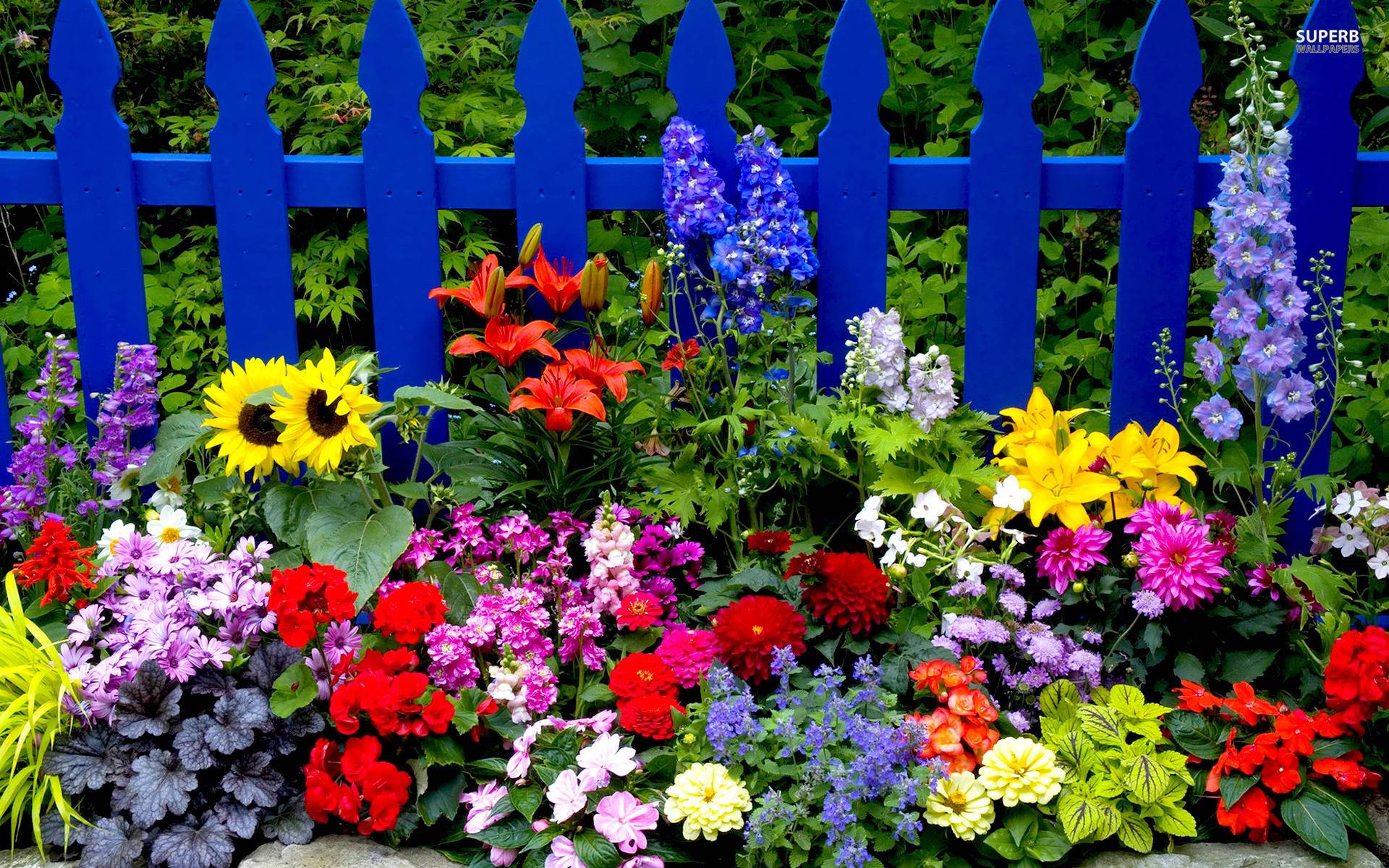 Early Summer Wallpapers - Top Free Early Summer Backgrounds ...