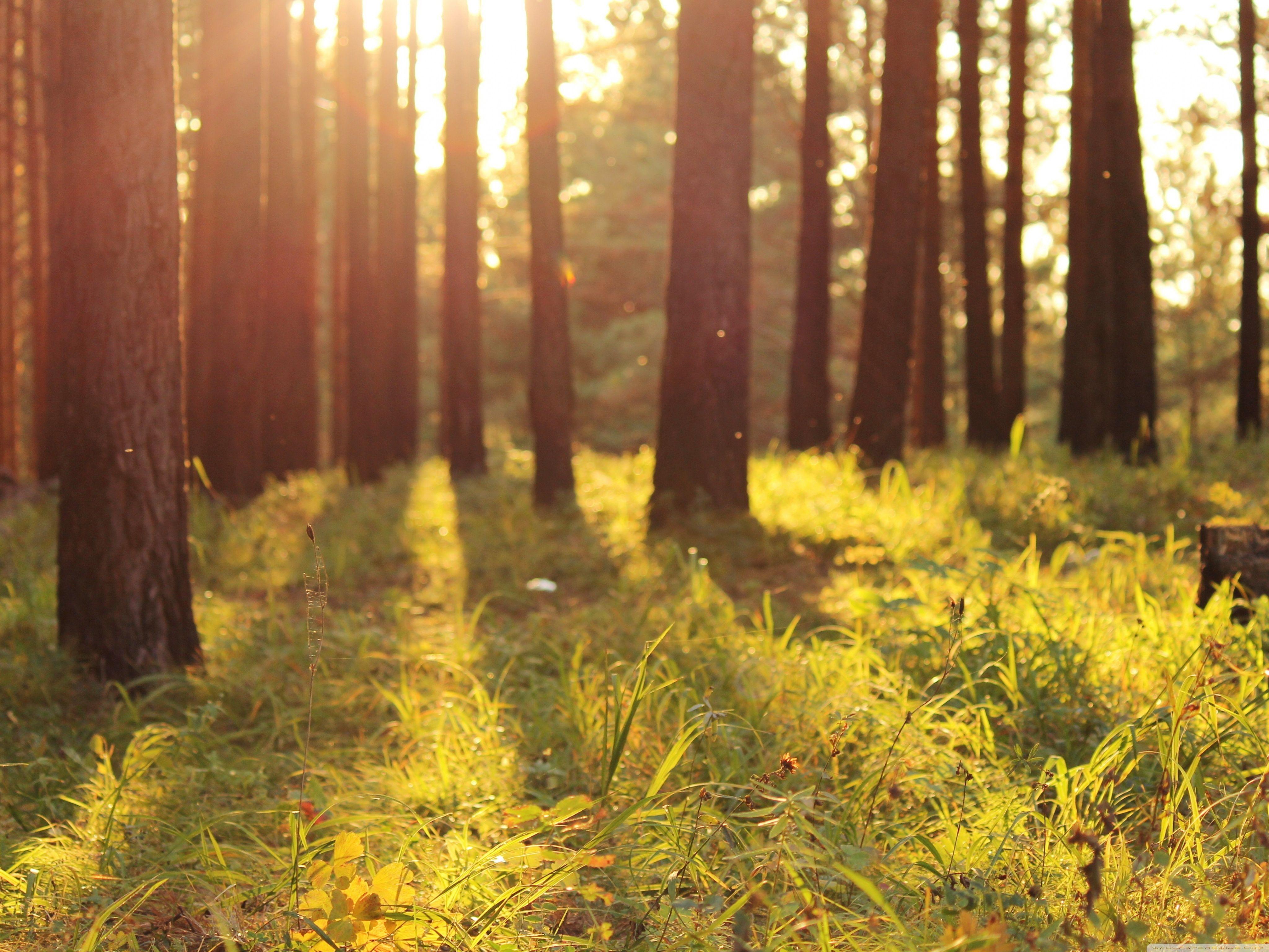 Summer Sun Wallpapers - Top Free Summer Sun Backgrounds - WallpaperAccess