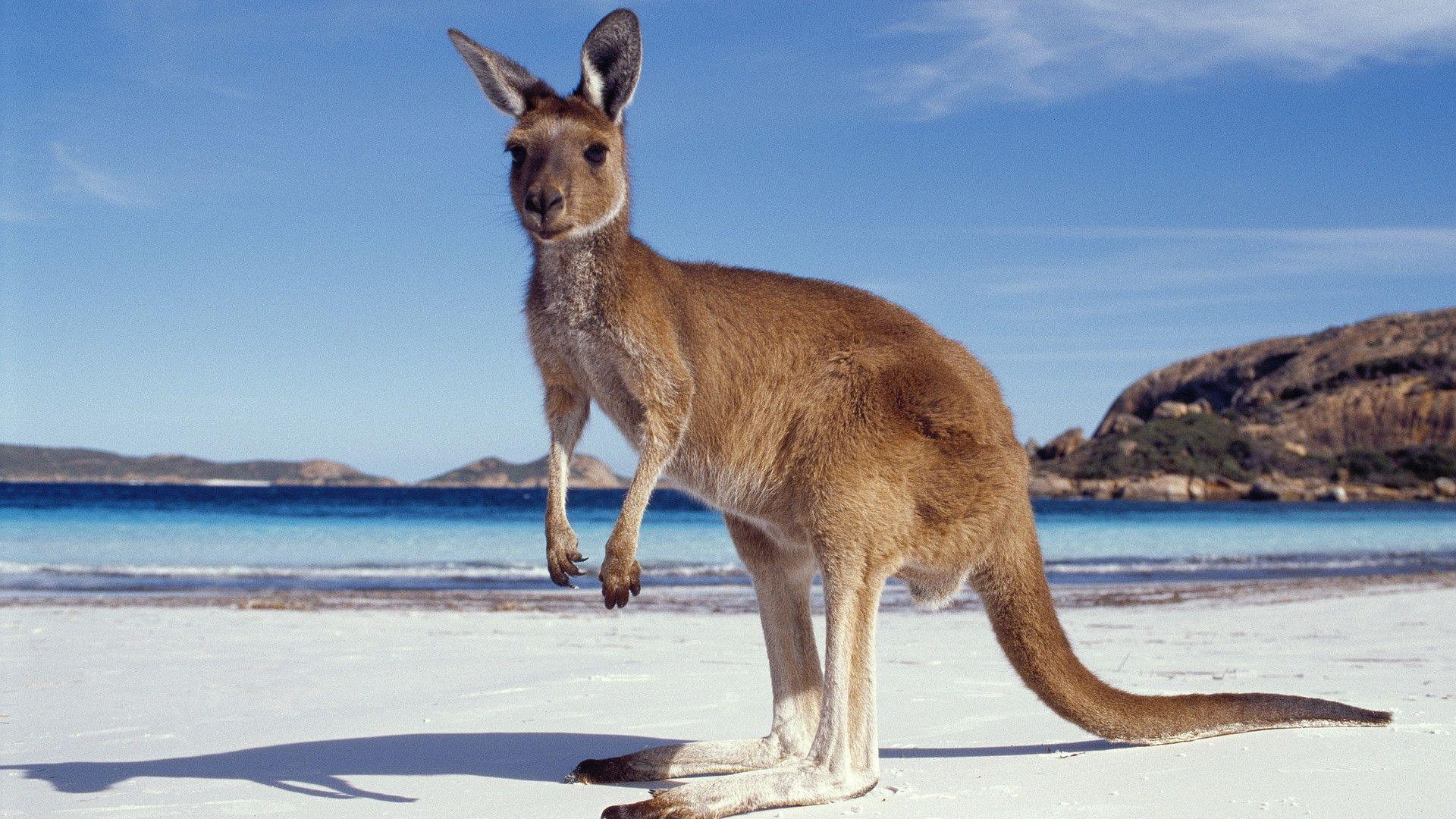 Kangaroo Desktop Wallpapers - Top Free Kangaroo Desktop Backgrounds ...