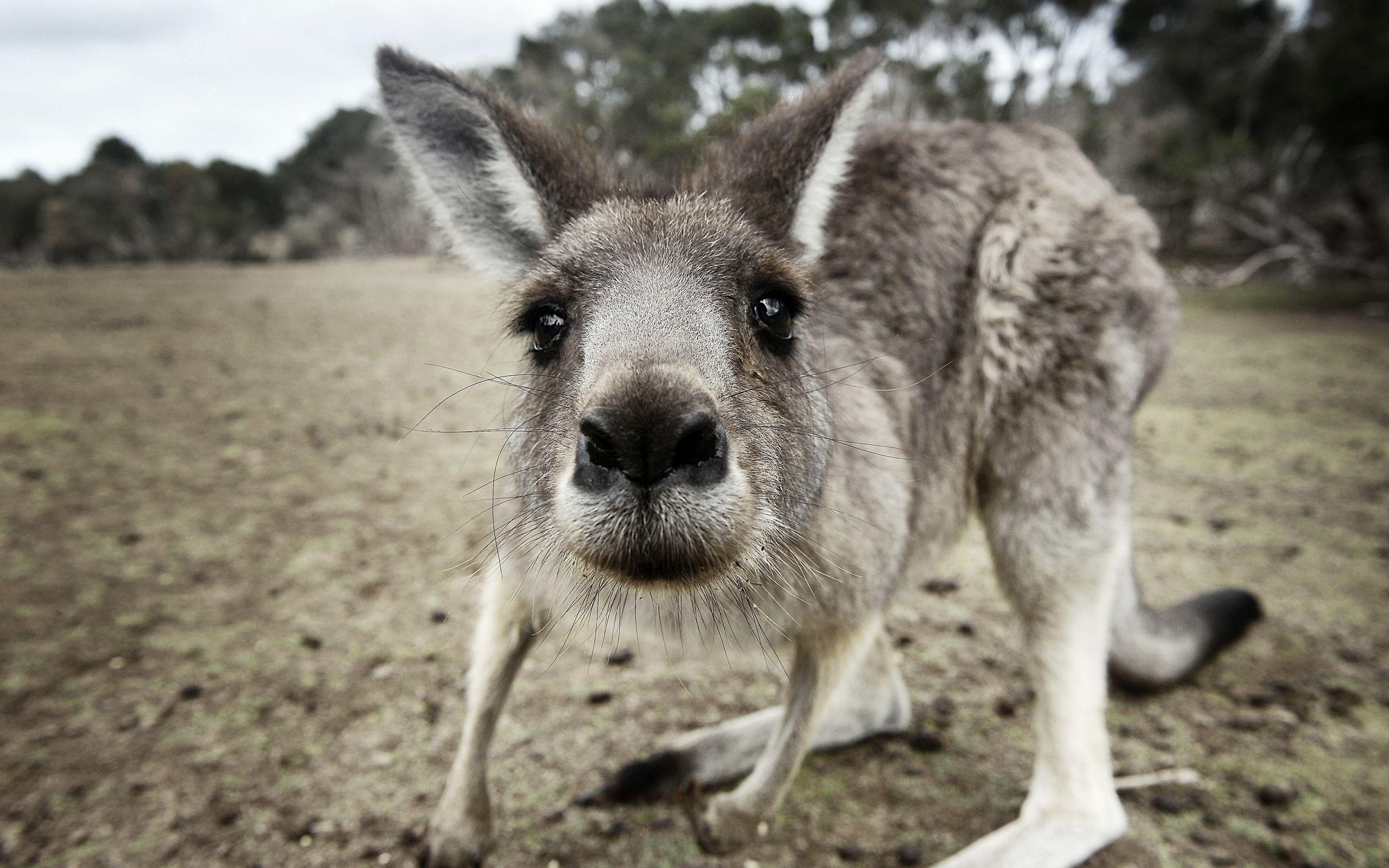 Kangaroo Desktop Wallpapers - Top Free Kangaroo Desktop Backgrounds ...