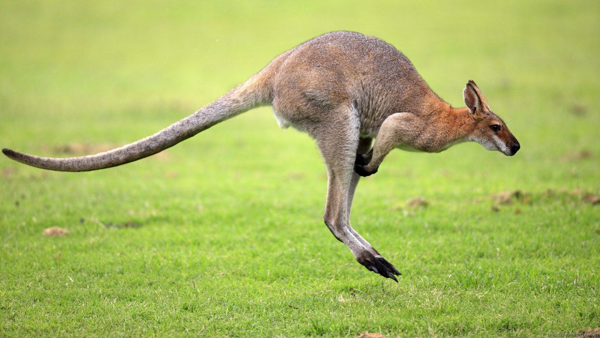 Kangaroo Desktop Wallpapers - Top Free Kangaroo Desktop Backgrounds ...