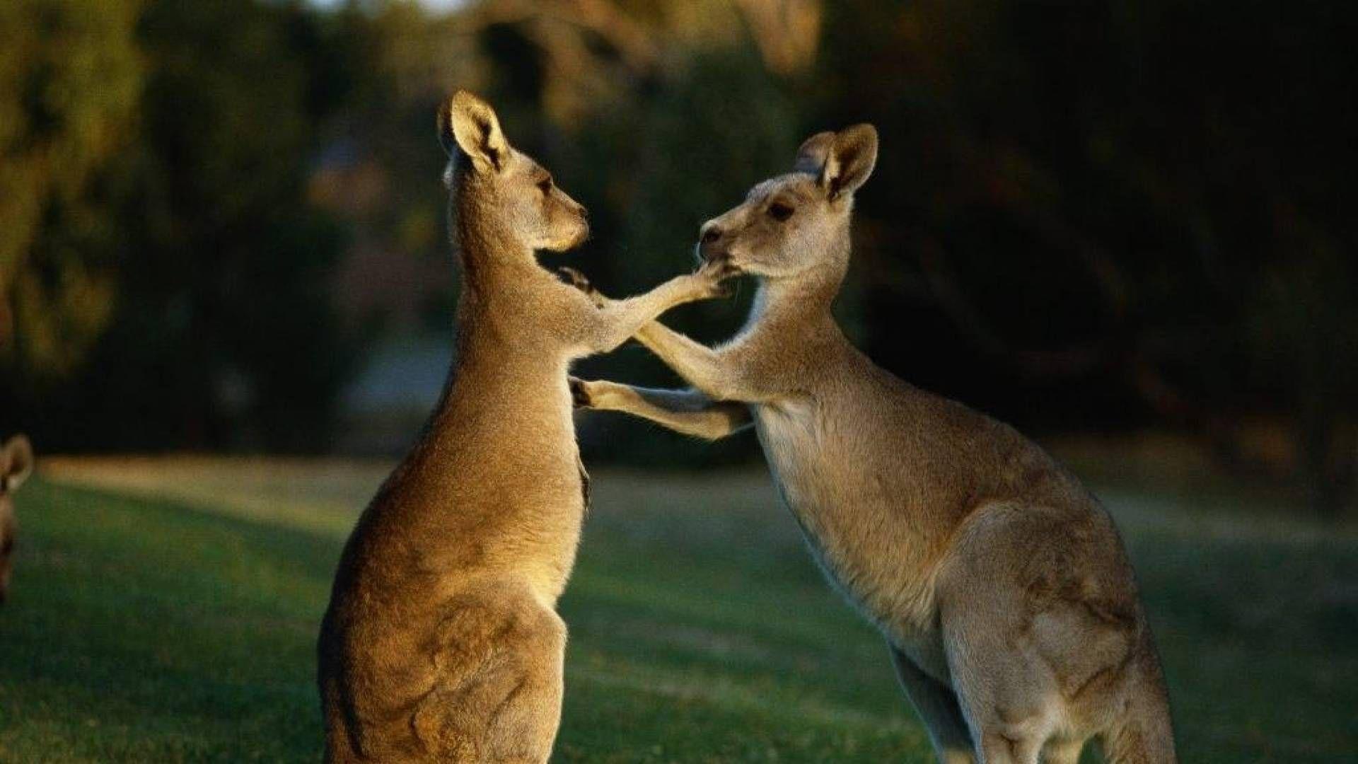 Kangaroo Desktop Wallpapers - Top Free Kangaroo Desktop Backgrounds ...