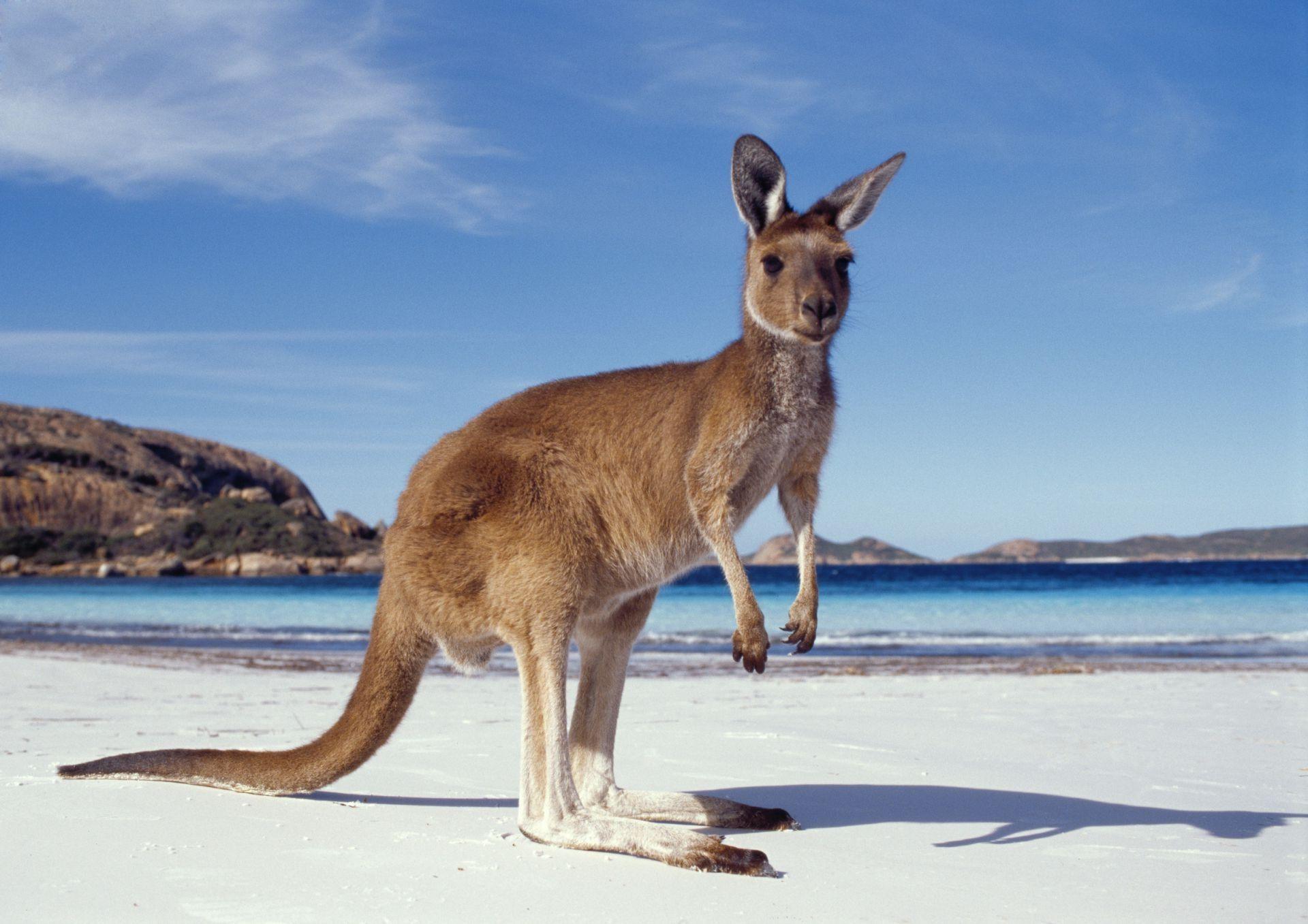 Kangaroo Desktop Wallpapers - Top Free Kangaroo Desktop Backgrounds ...