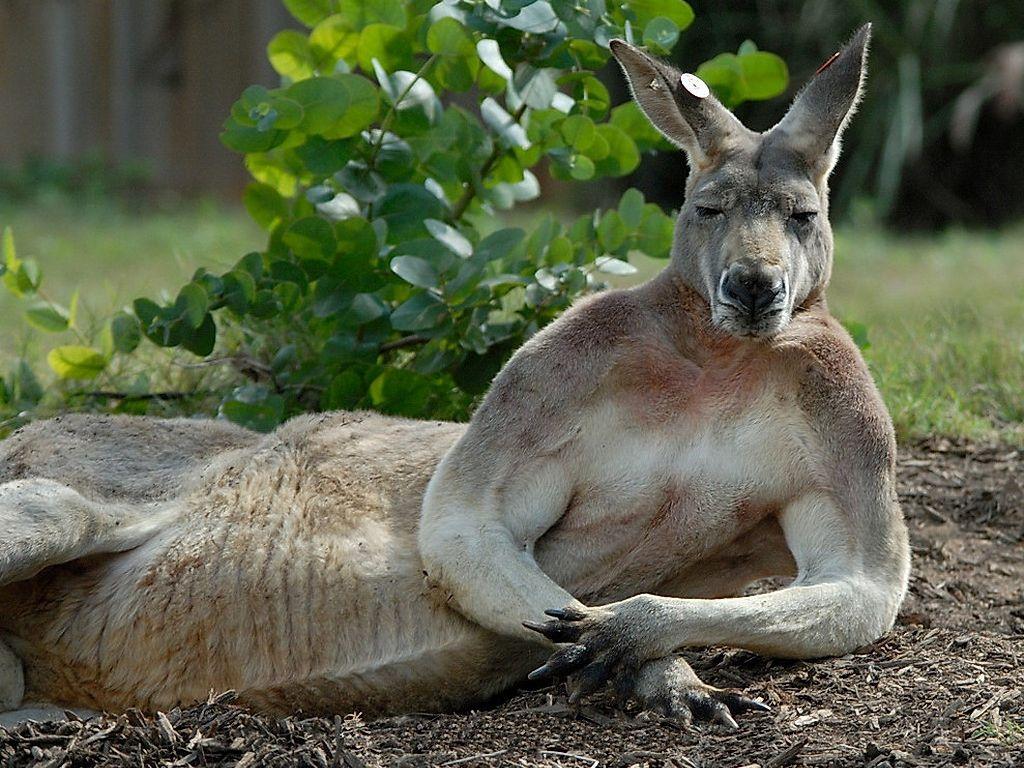 Kangaroo Desktop Wallpapers - Top Free Kangaroo Desktop Backgrounds ...