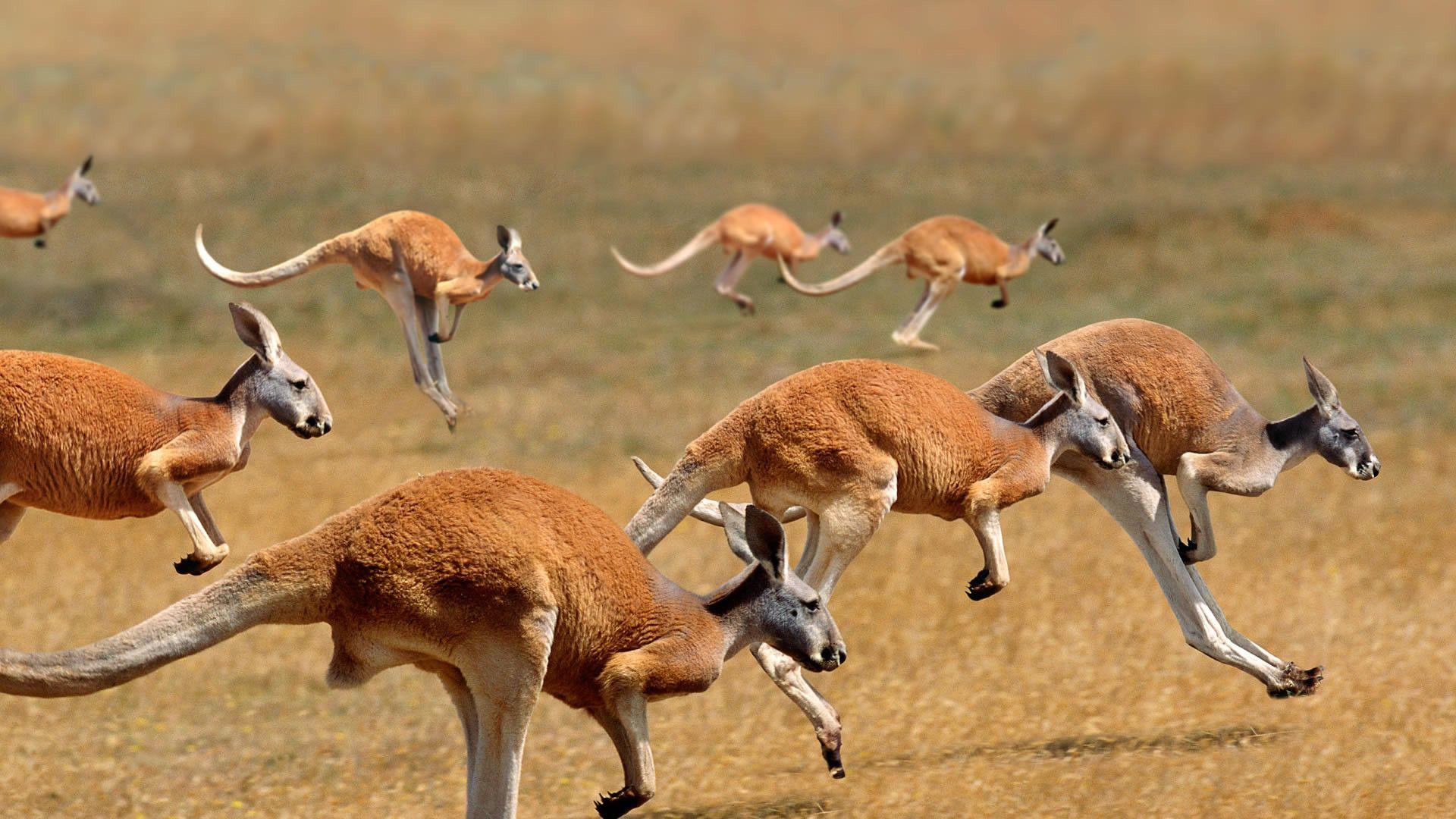Kangaroo Desktop Wallpapers - Top Free Kangaroo Desktop Backgrounds ...