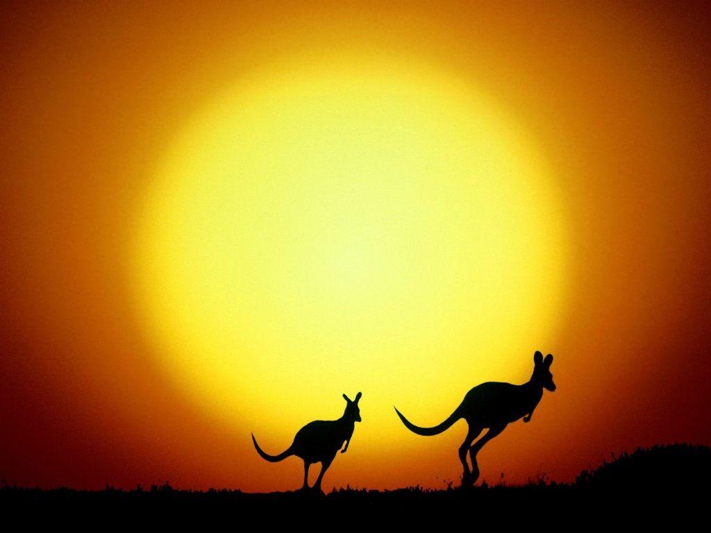 Kangaroo Desktop Wallpapers - Top Free Kangaroo Desktop Backgrounds ...