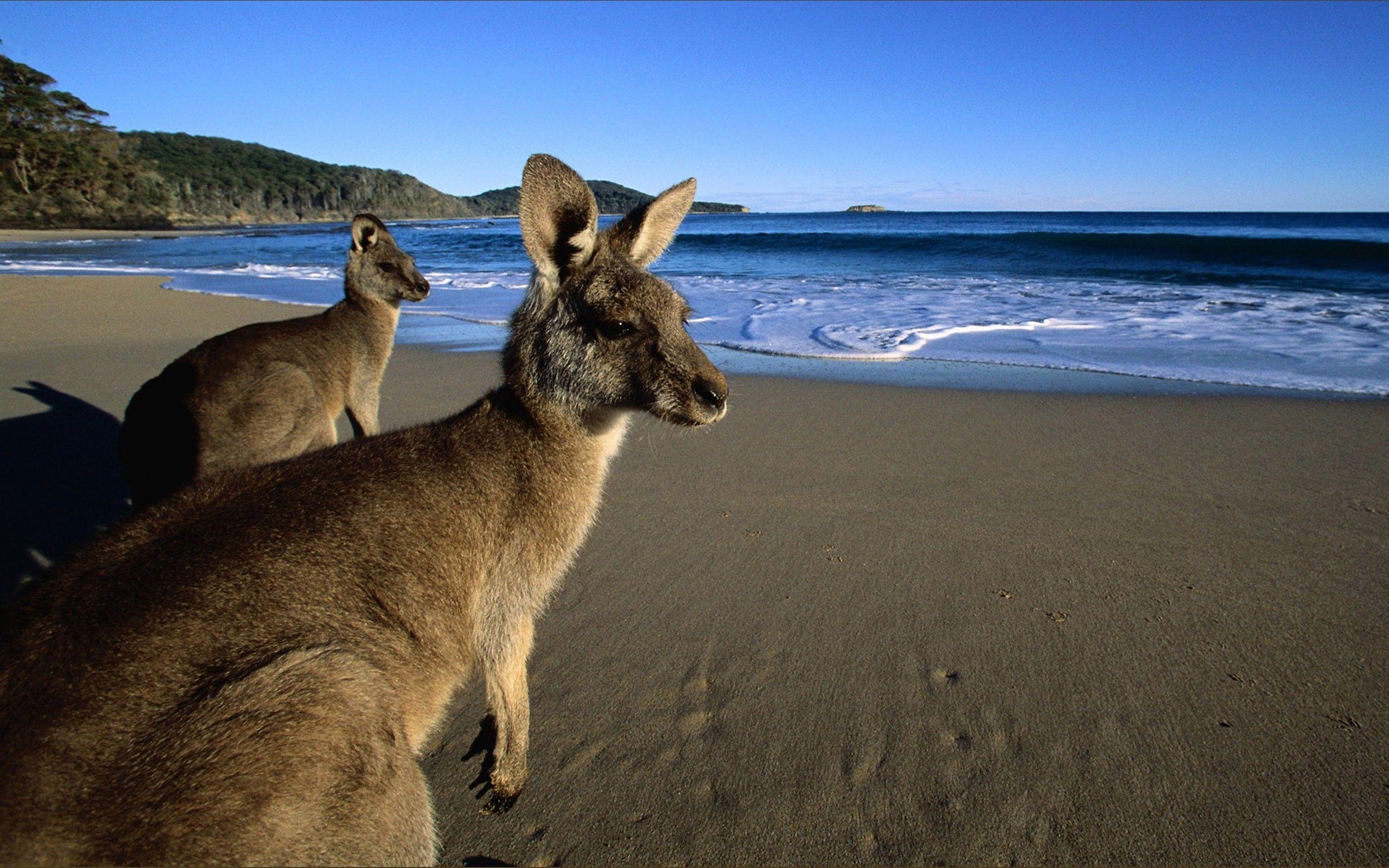 Kangaroo Desktop Wallpapers - Top Free Kangaroo Desktop Backgrounds ...