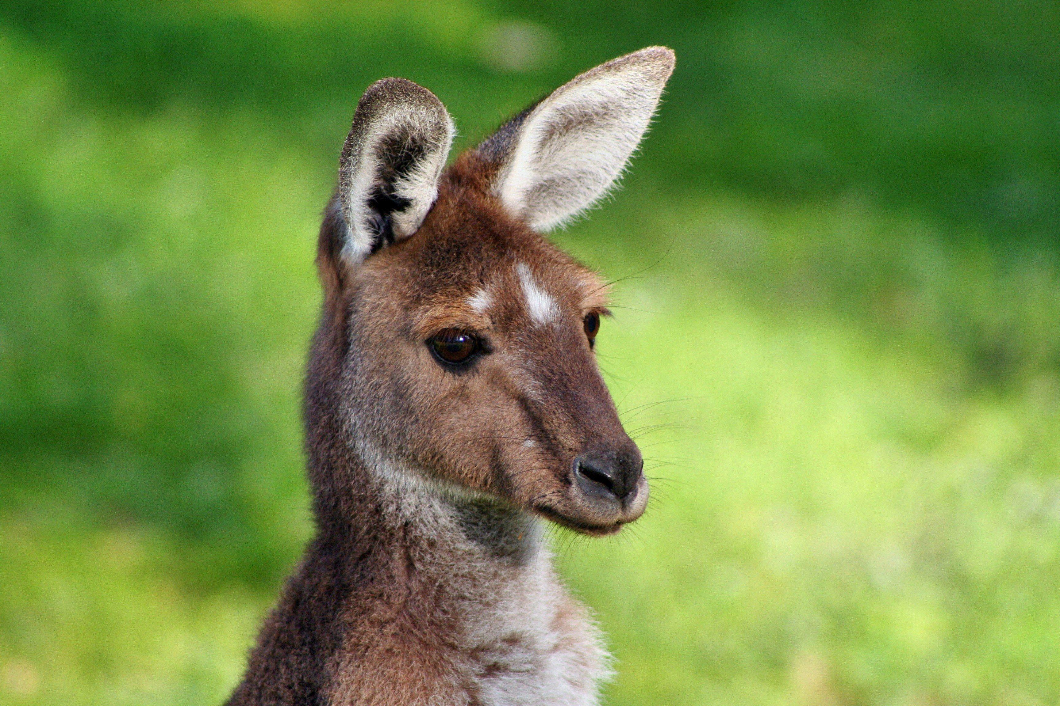 Kangaroo Desktop Wallpapers - Top Free Kangaroo Desktop Backgrounds ...