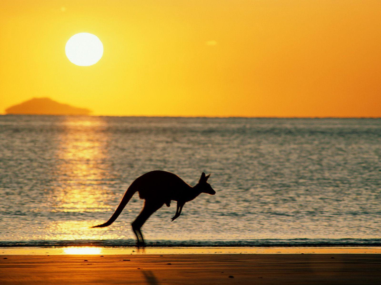 Kangaroo Desktop Wallpapers - Top Free Kangaroo Desktop Backgrounds ...