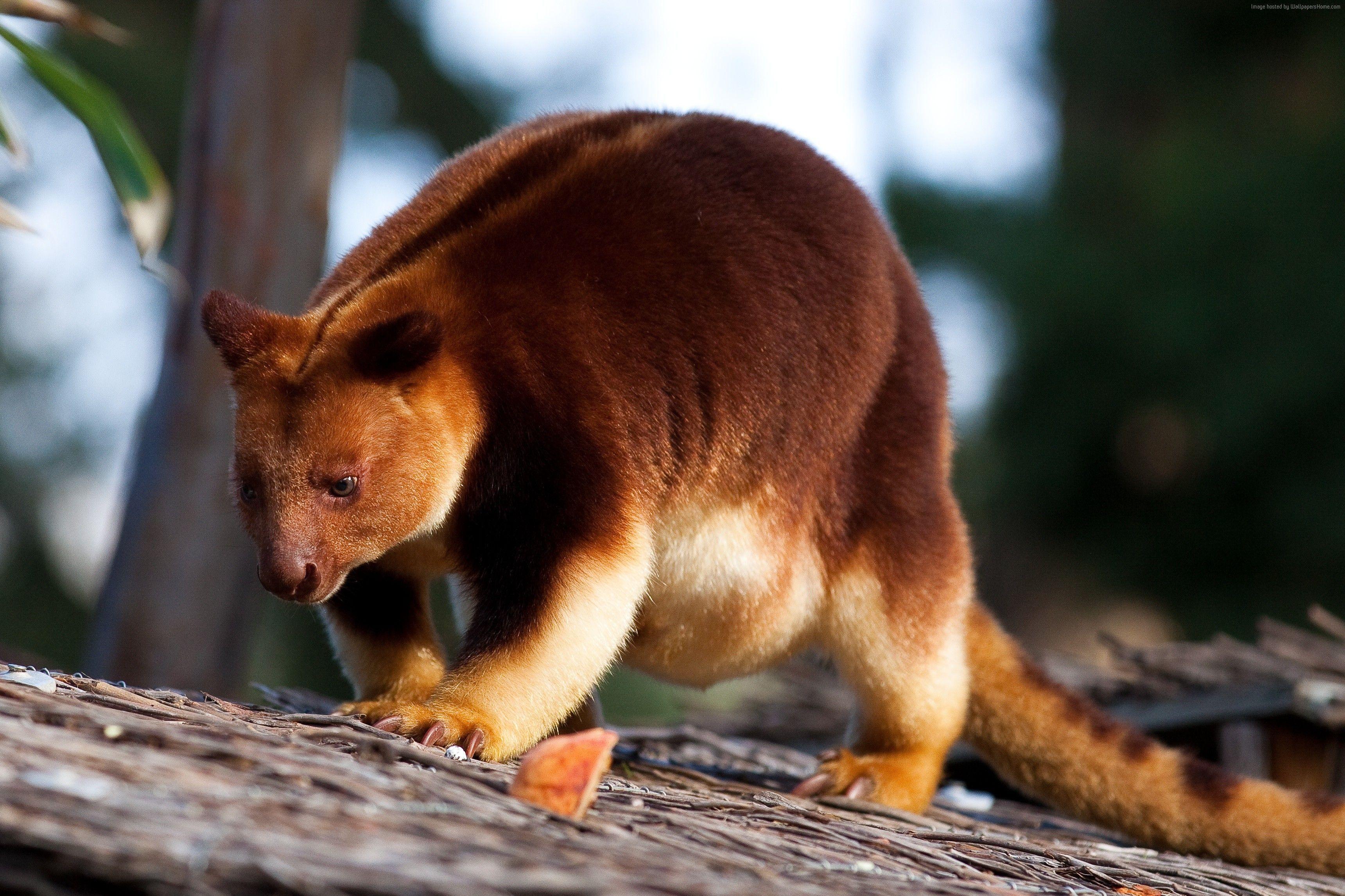 Kangaroo Desktop Wallpapers - Top Free Kangaroo Desktop Backgrounds ...