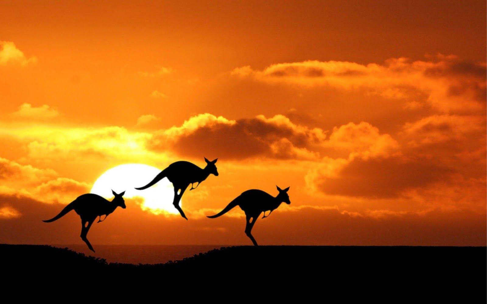 Kangaroo Desktop Wallpapers - Top Free Kangaroo Desktop Backgrounds ...