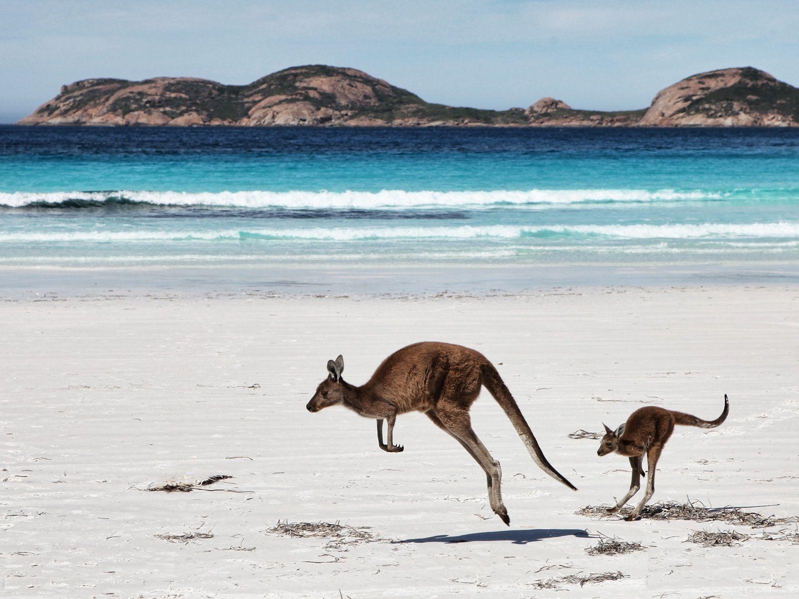 Kangaroo Desktop Wallpapers - Top Free Kangaroo Desktop Backgrounds ...