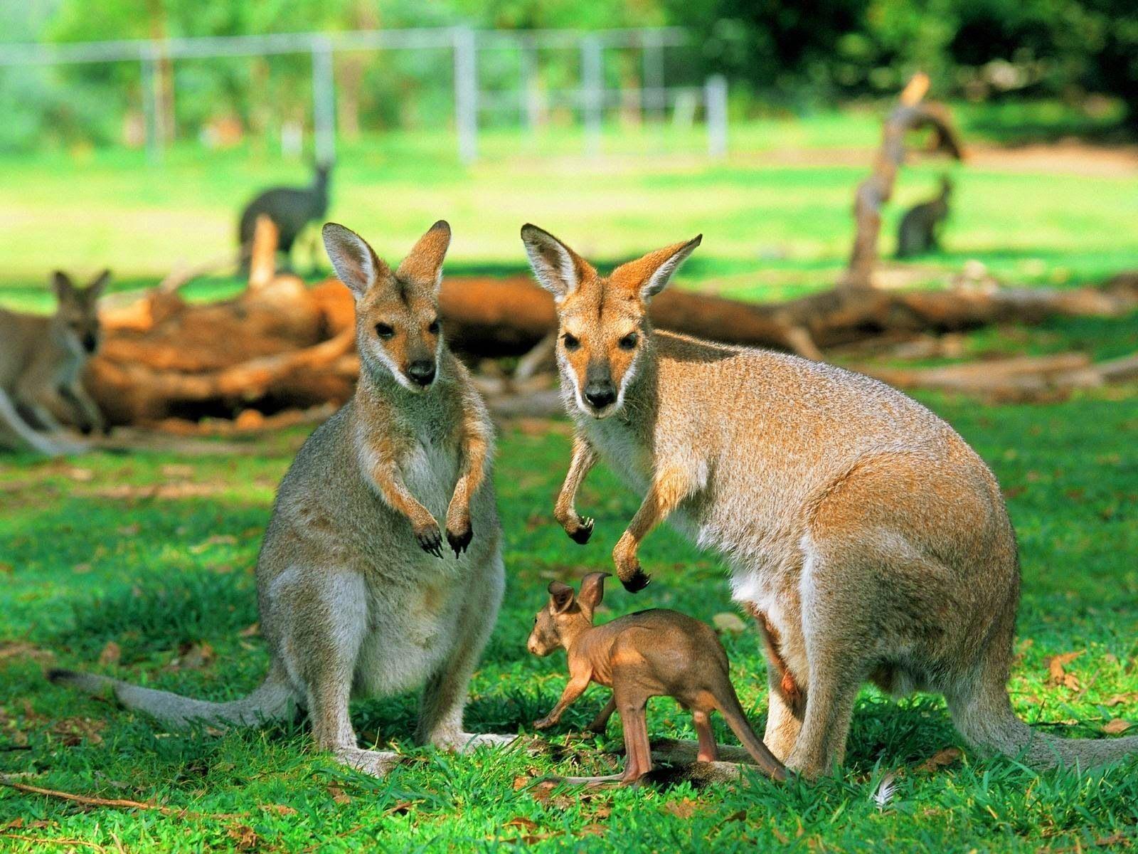 Kangaroo Desktop Wallpapers - Top Free Kangaroo Desktop Backgrounds ...