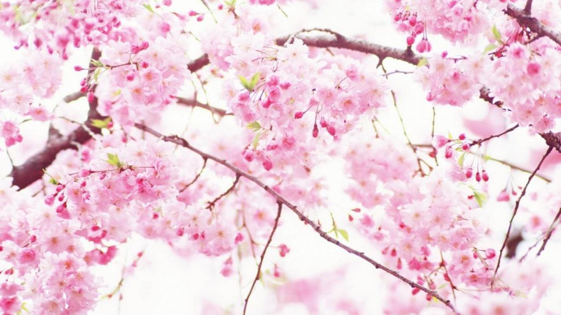 Cherry Blossom Cartoon Wallpaper